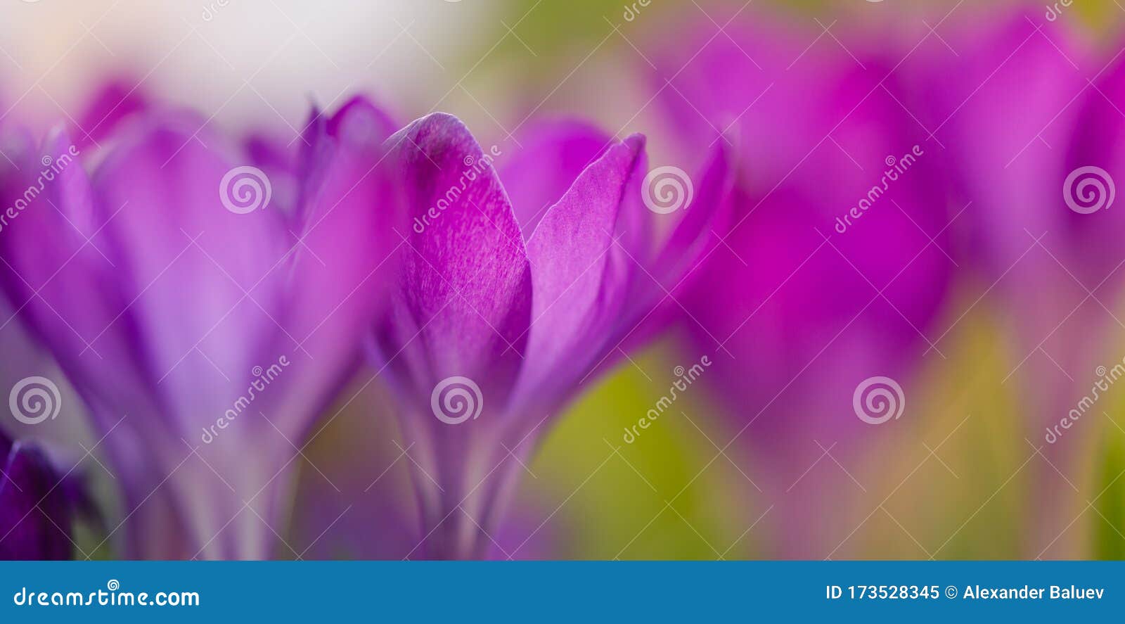 Pink Crocuses Close-up with Shallow Depth of Field Stock Image - Image ...