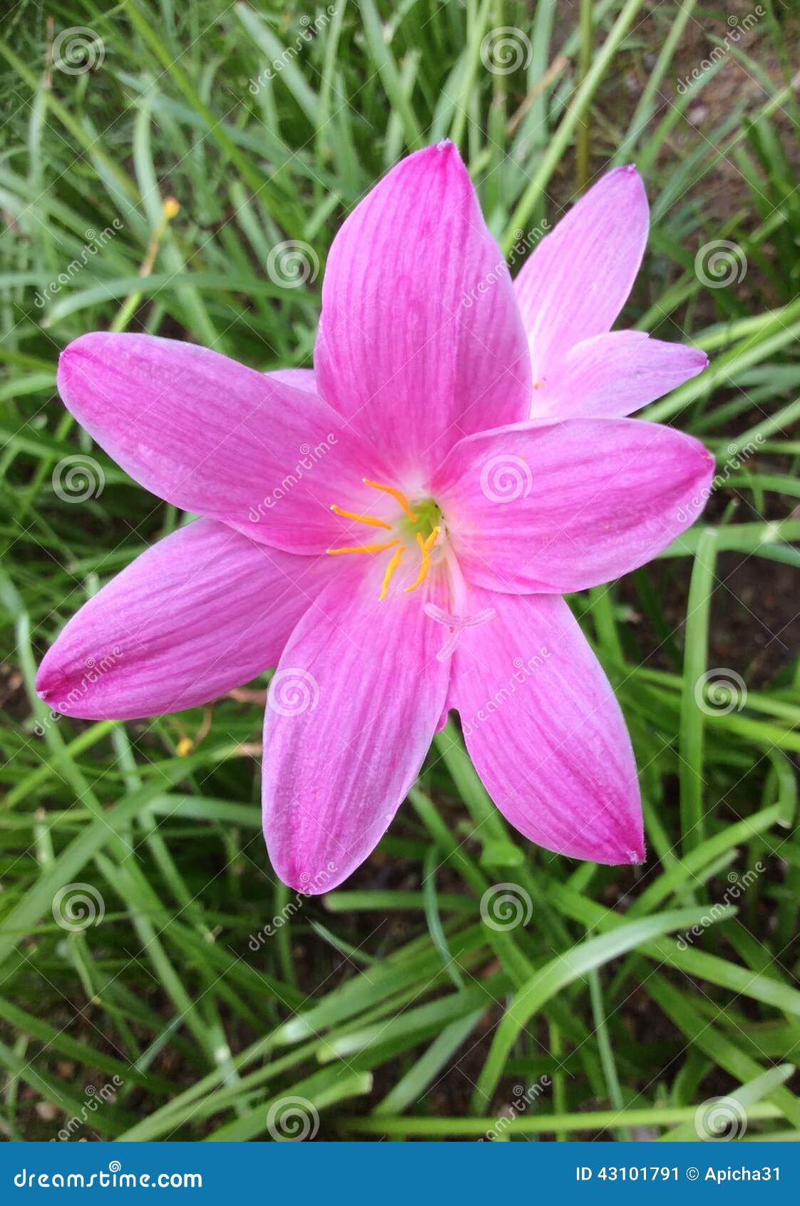 Pink Crocuses in Spring Day. Editorial Photo - Image of bright, leaf ...