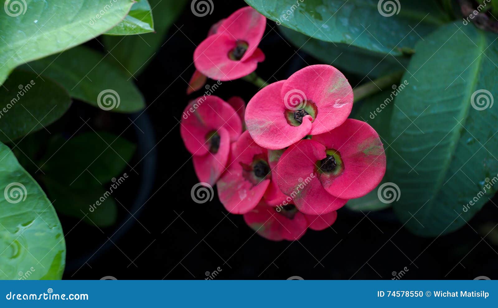 Pink Crown of Thorns stock photo. Image of leaf, interior - 74578550