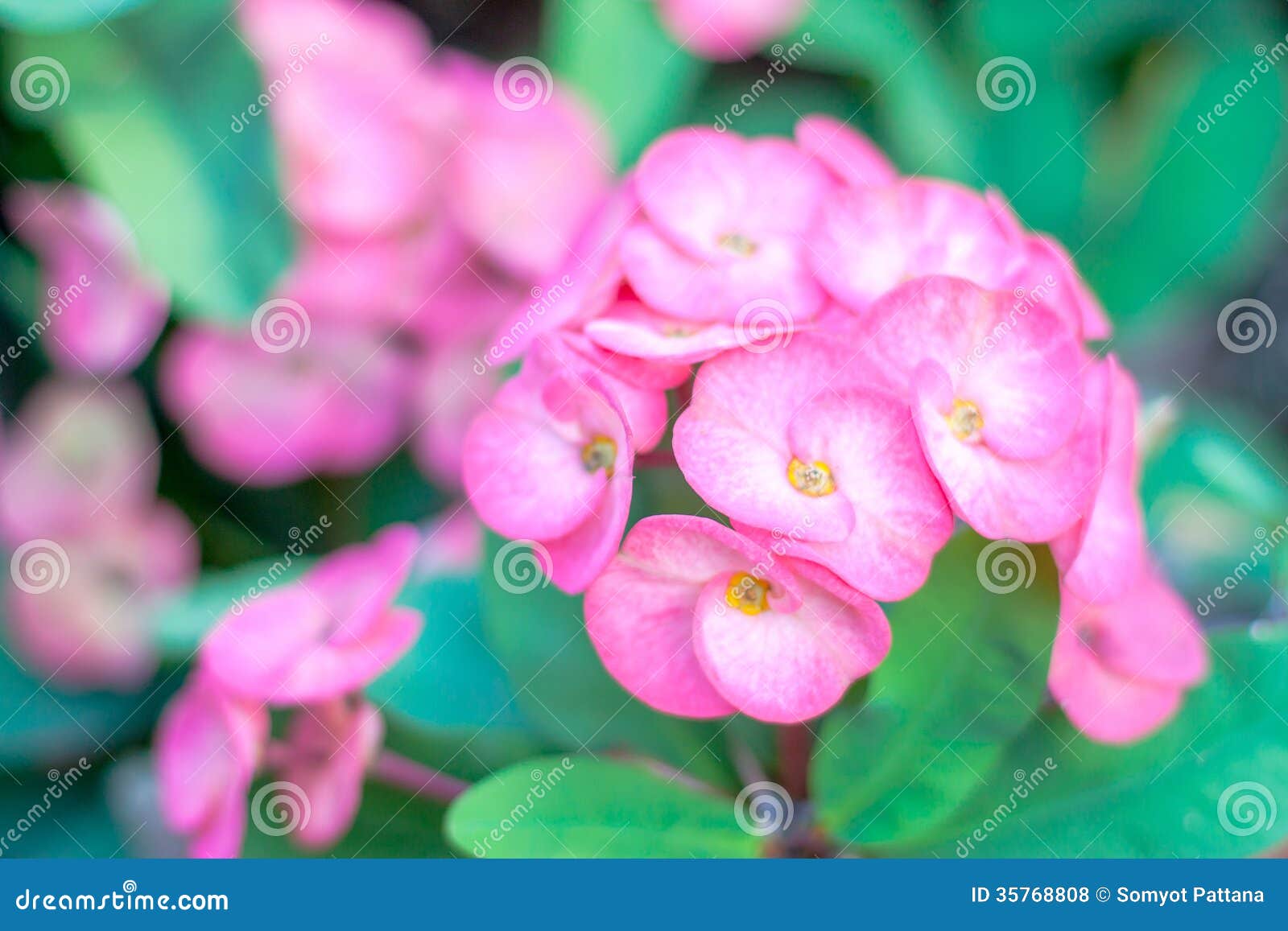 Pink Crown of Thorns Flowers Stock Photo - Image of milli, leaf: 35768808