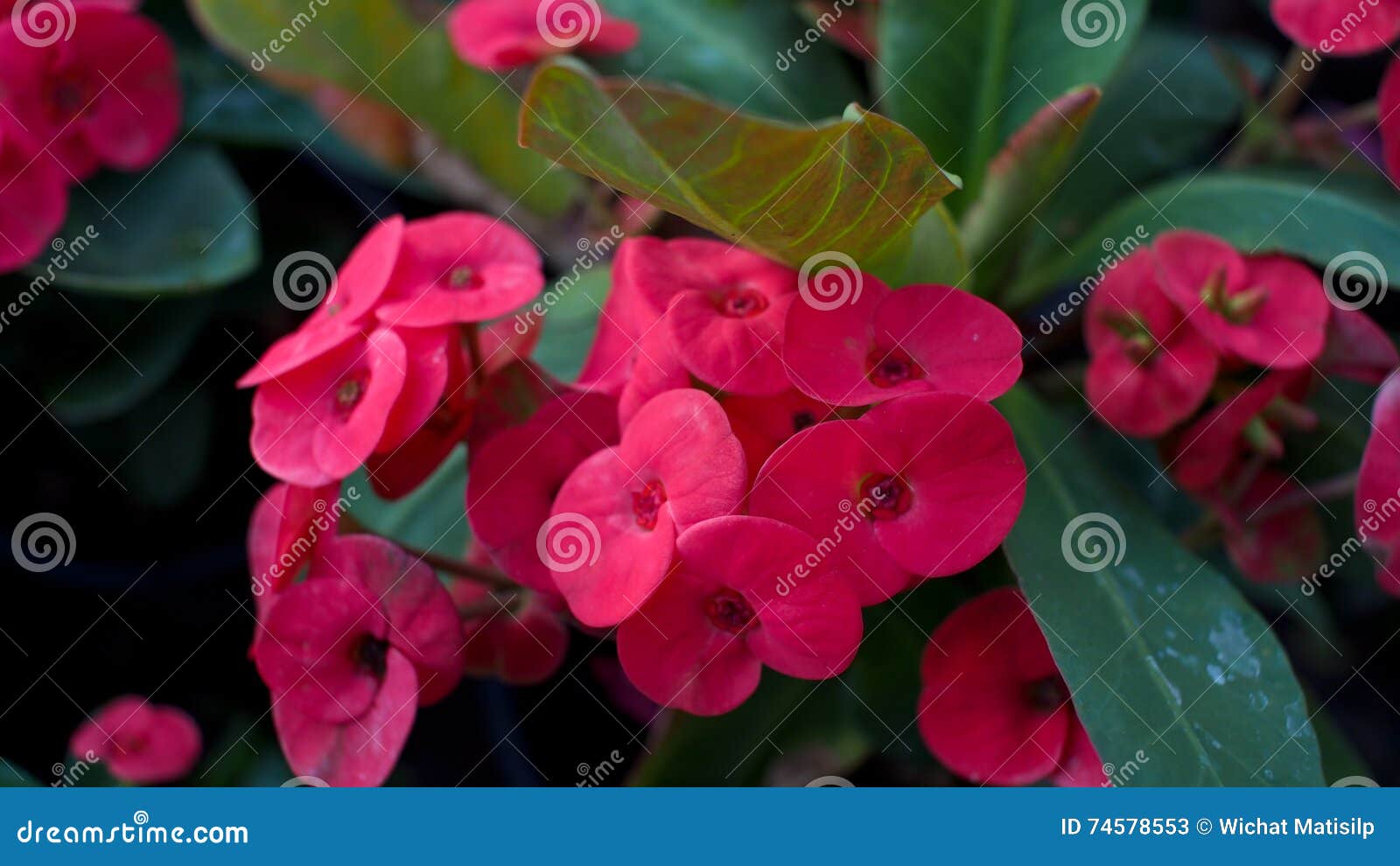 Pink Crown of Thorns stock image. Image of decorative - 74578553