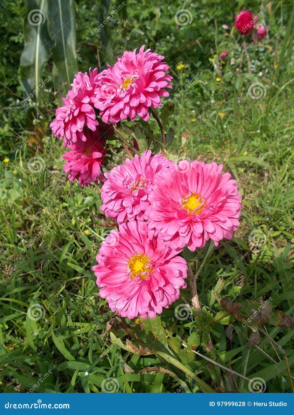 Pink Chrysanthemum Mums Aster Flowers, Crysanths Stock Photo - Image of ...