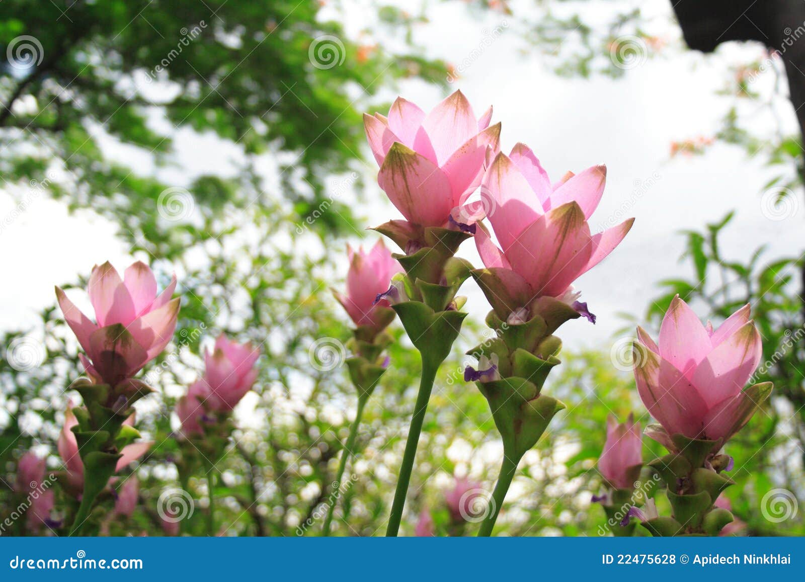 The Pink Curcuma Alismatifolia Flowers Stock Photo - Image of field ...