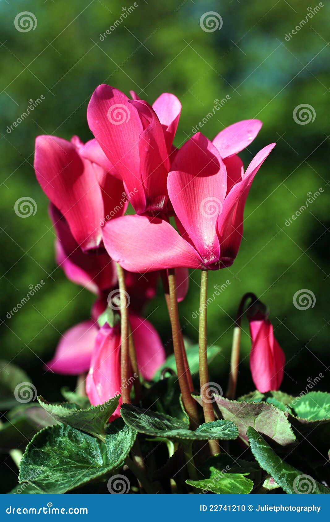 Pink cyclamen stock photo. Image of botany, bright, floral - 22741210