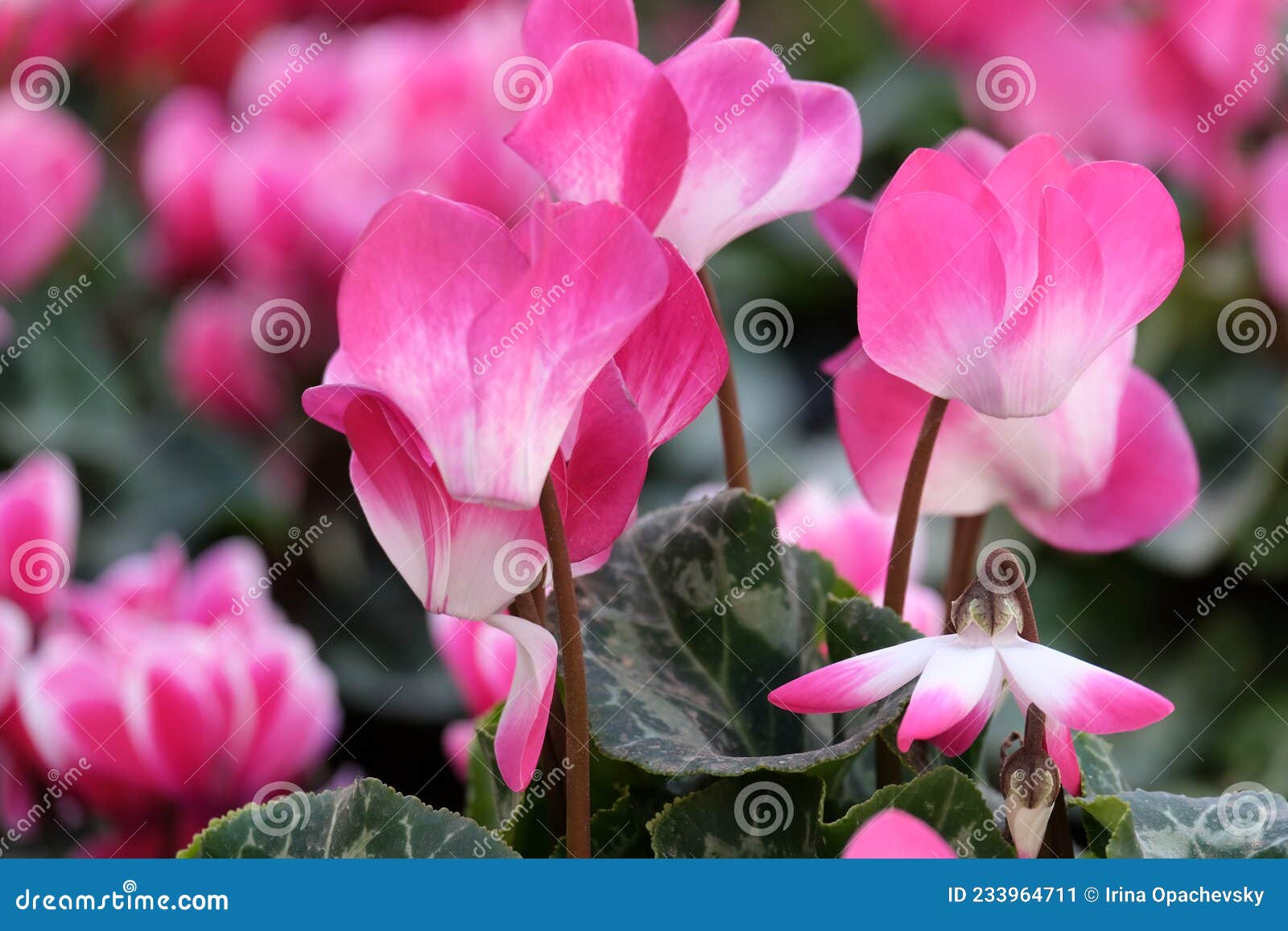 Pink Cyclamen or Alpine Violet Lat. - Cyclamen Stock Image - Image of ...