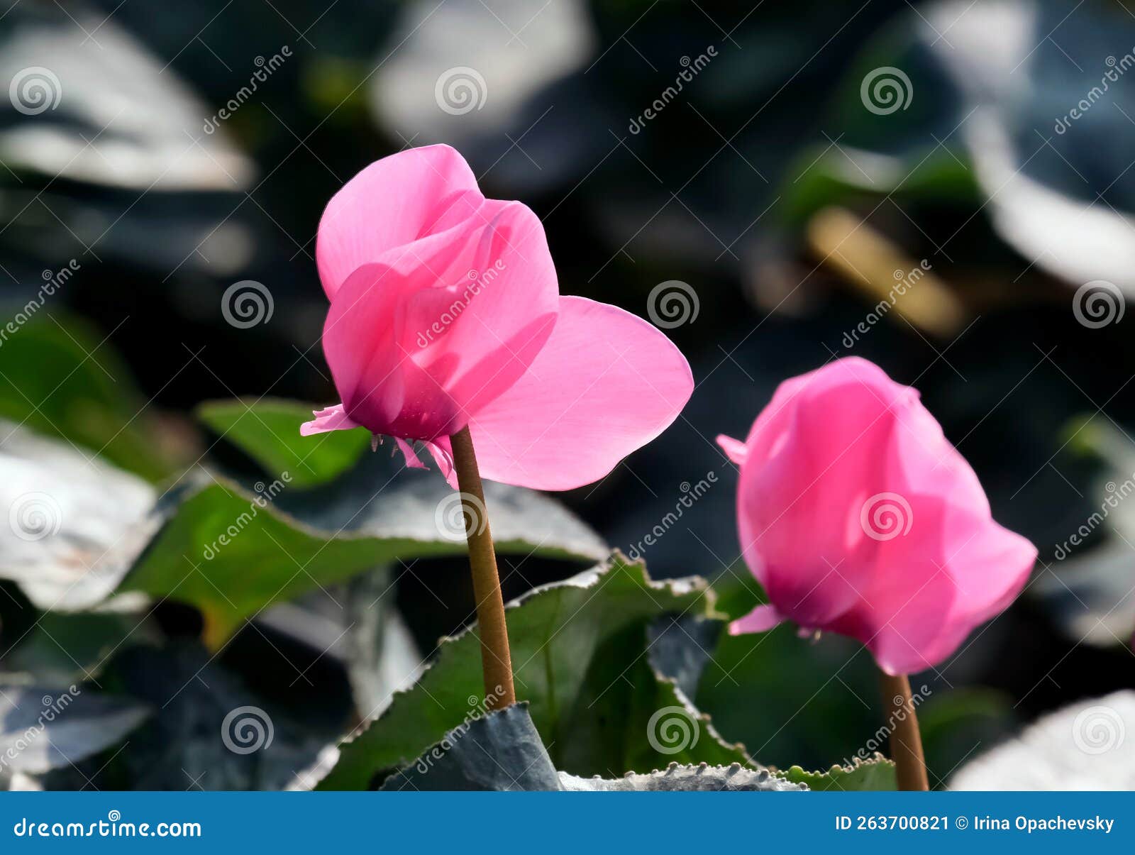 Pink Cyclamen or Alpine Violet Lat. - Cyclamen Stock Image - Image of spring, fresh: 263700821