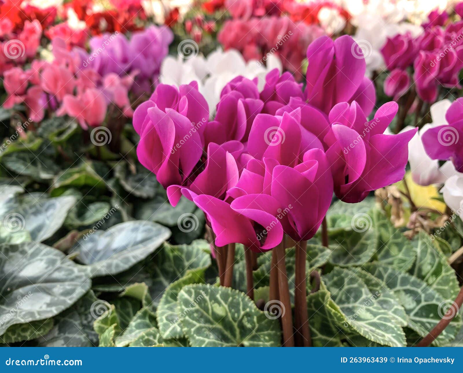 Pink Cyclamen or Alpine Violet Lat. - Cyclamen Stock Image - Image of ...