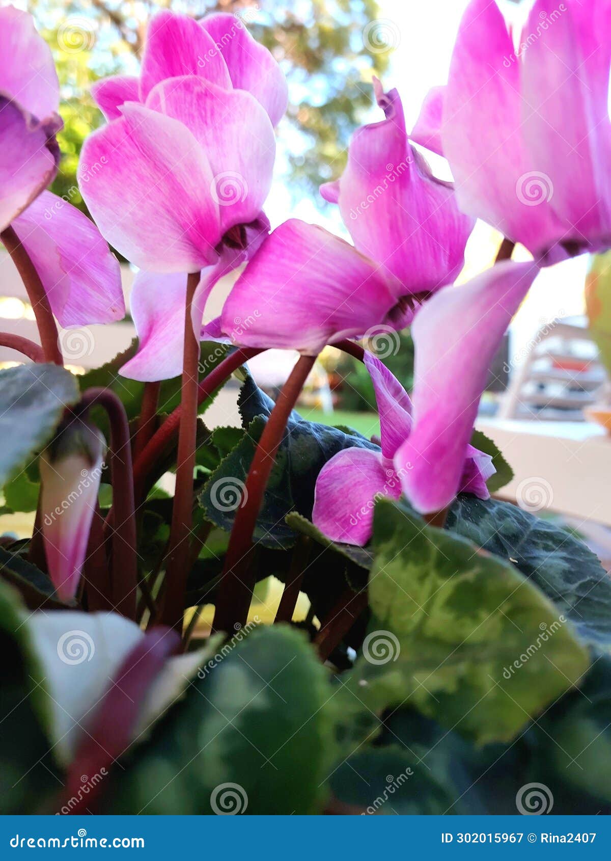 Pink Cyclamen Plant, Winter 2024 Stock Image - Image of pink, cyclamen: 302015967