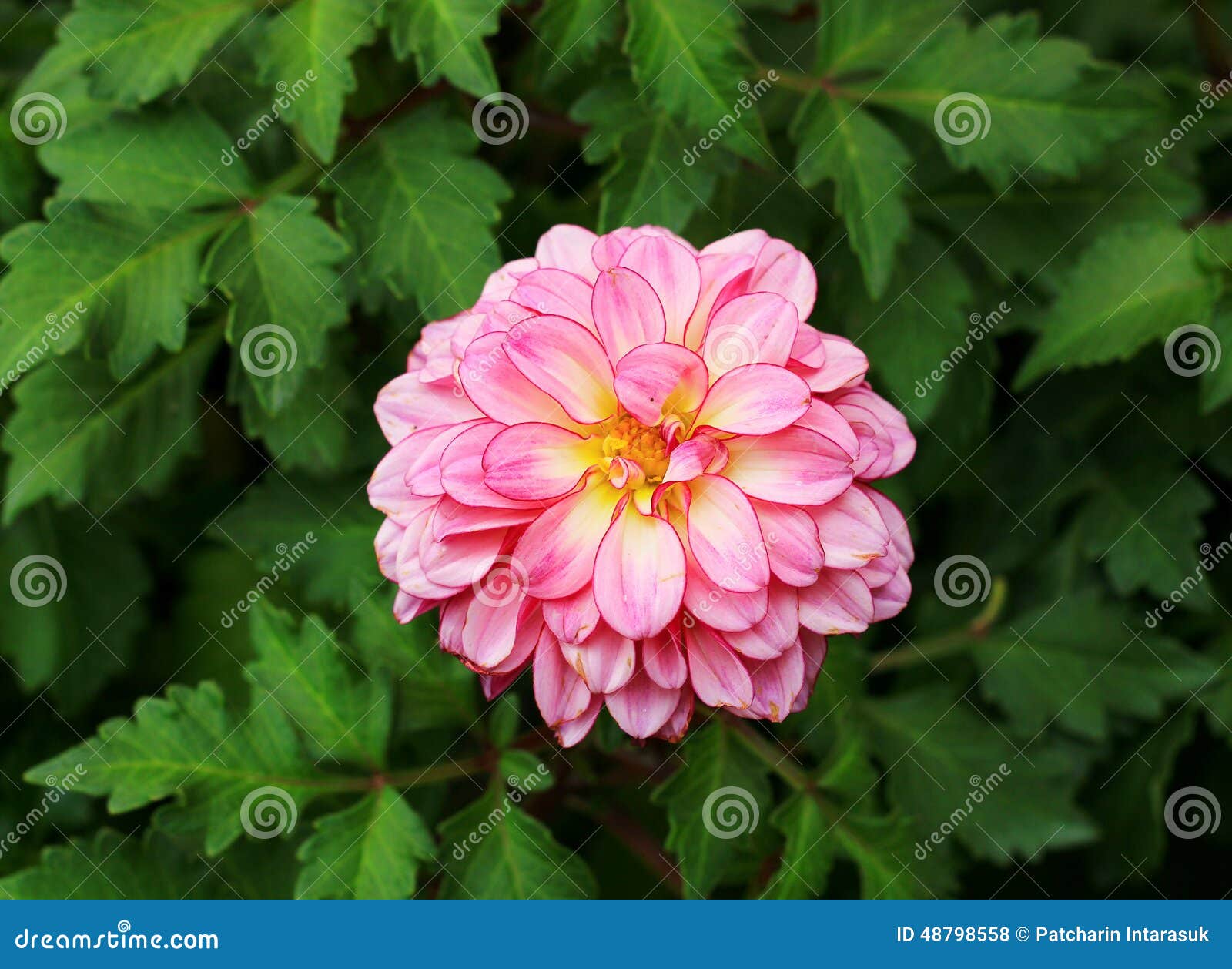 Pink dahila flower stock photo. Image of garden, closeup - 48798558