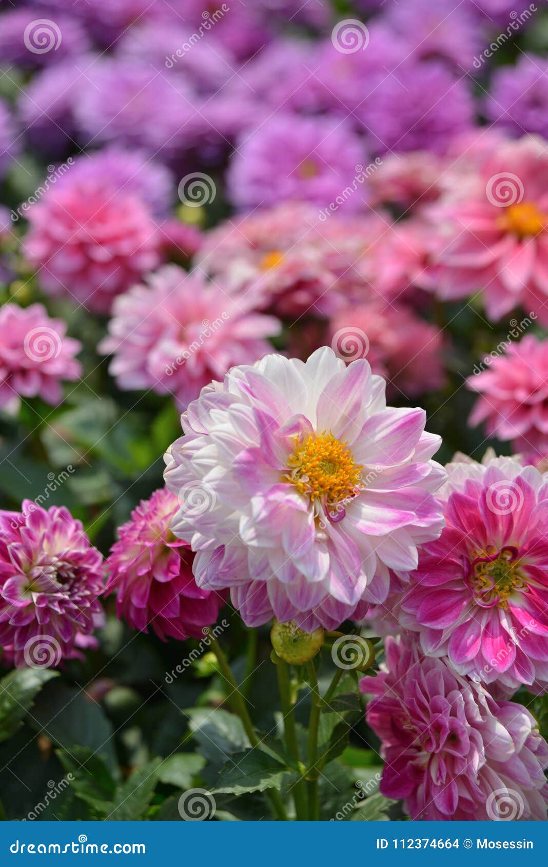 Pink Dahila stock photo. Image of closeup, garden, member - 112374664