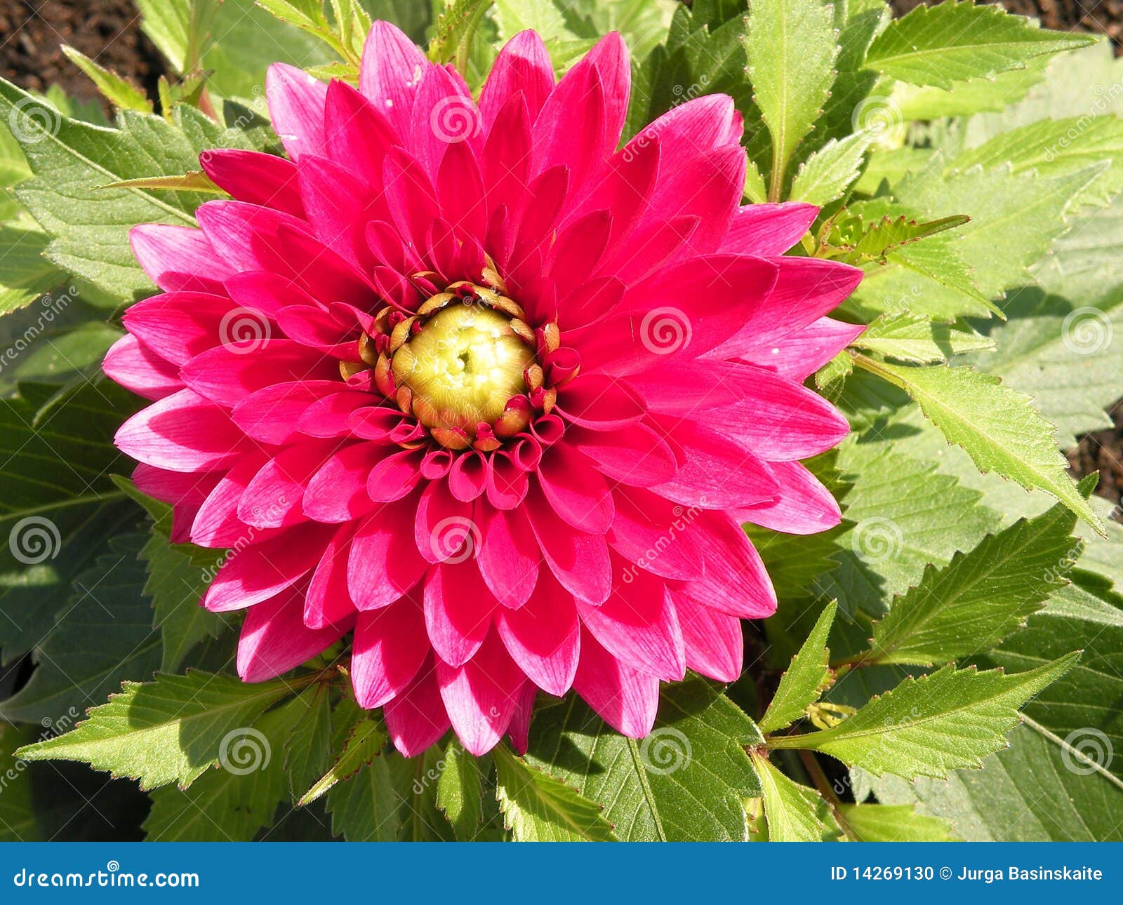 Pink dahlia stock photo. Image of dahlia, pink, botanic - 14269130
