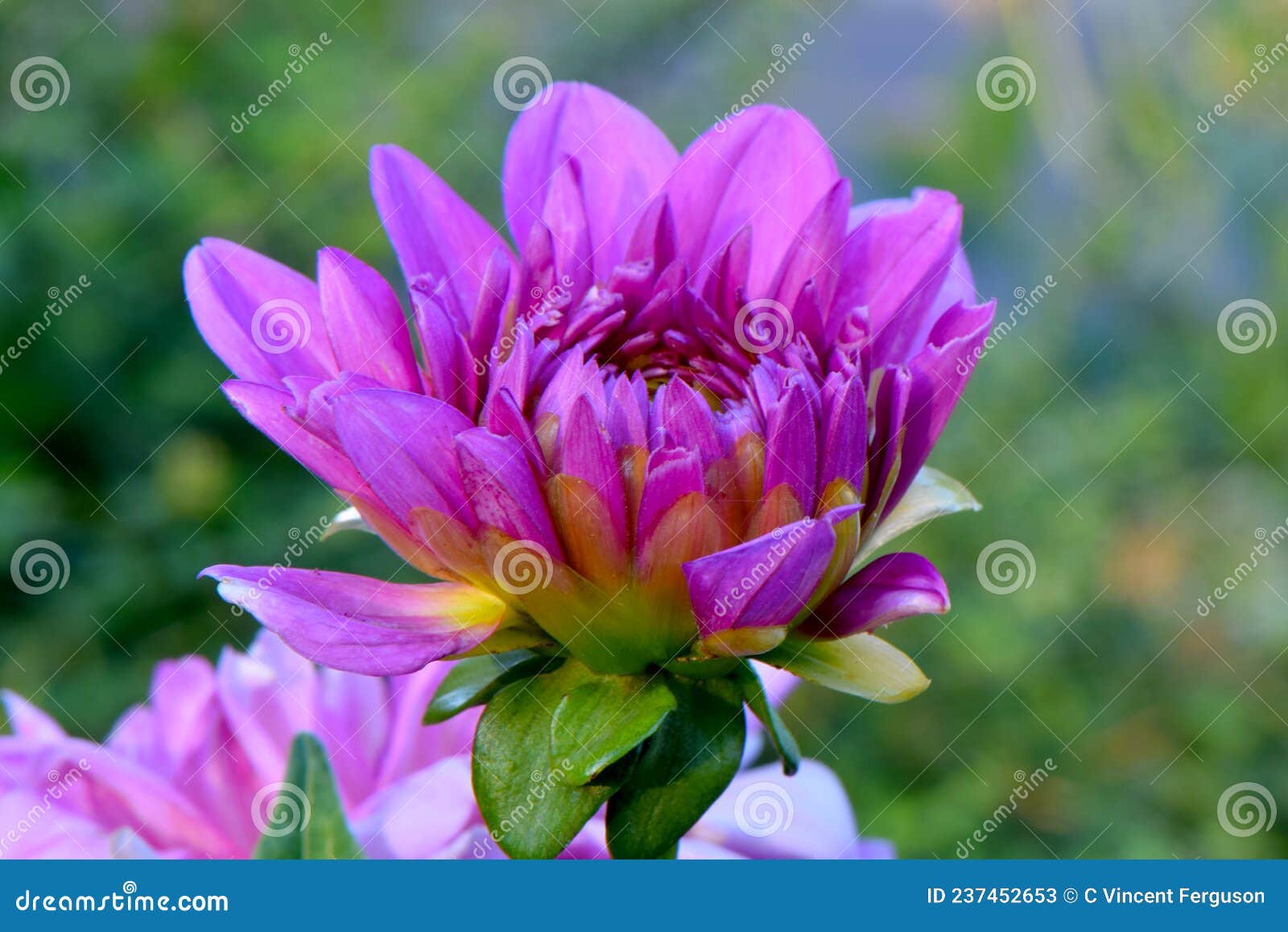 Pink Dahlia Flower Budding stock image. Image of pink - 237452653