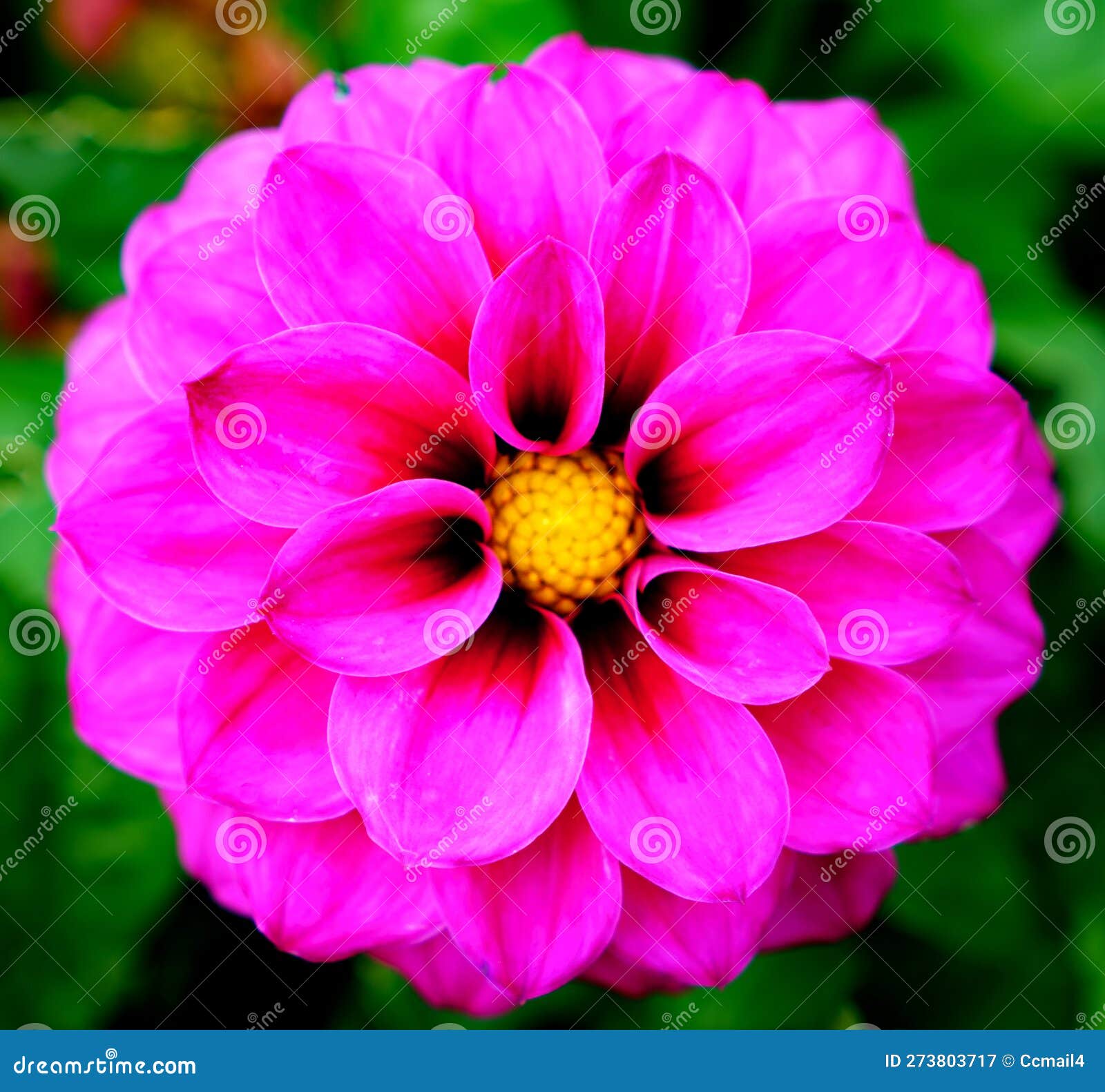 Pink Dahlia Close Up with Green Background Stock Image - Image of bloom ...