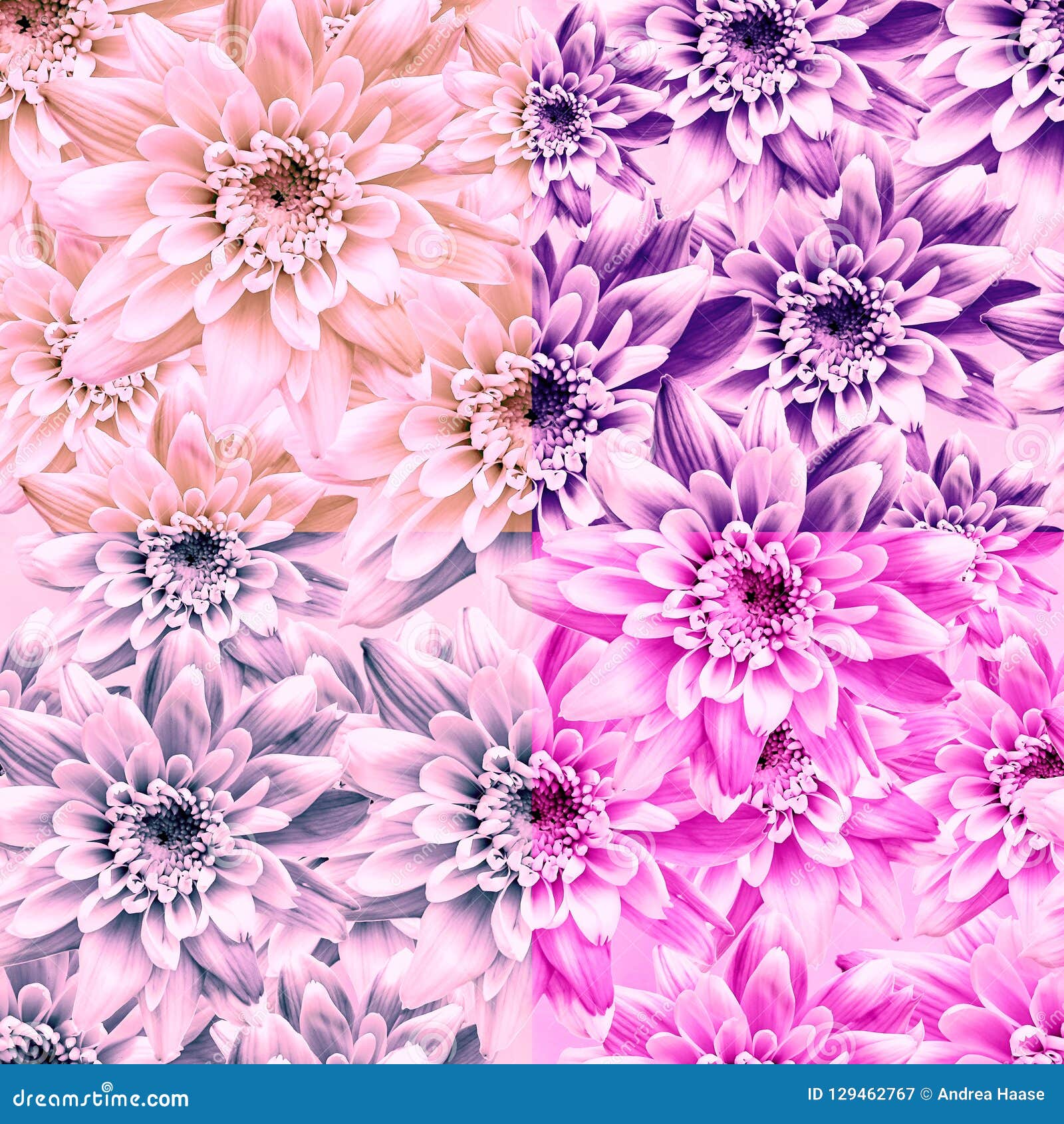 Pink dahlia flower design stock image. Image of pink - 129462767