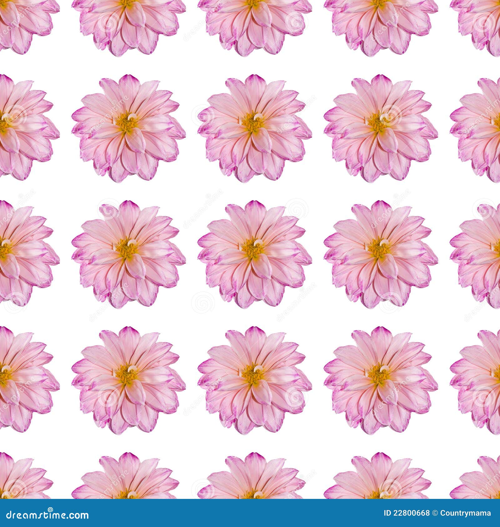 Pink Dahlia Flower in a Repeated Pattern Stock Photo - Image of ...