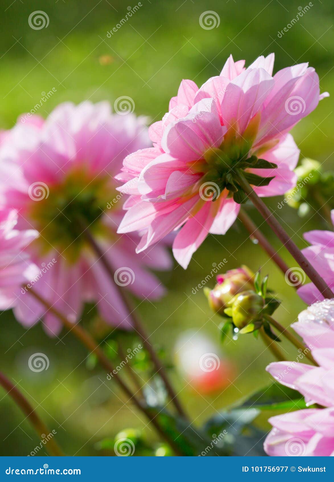 Pink Dahlia Flowers Background. Stock Image - Image of garden, nature ...