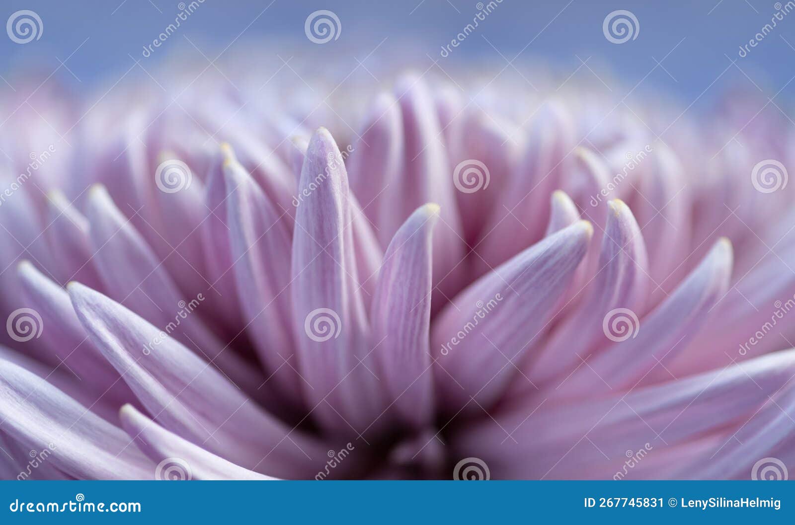 Macro of a Soft Pink Dahlia Stock Image - Image of freshness ...