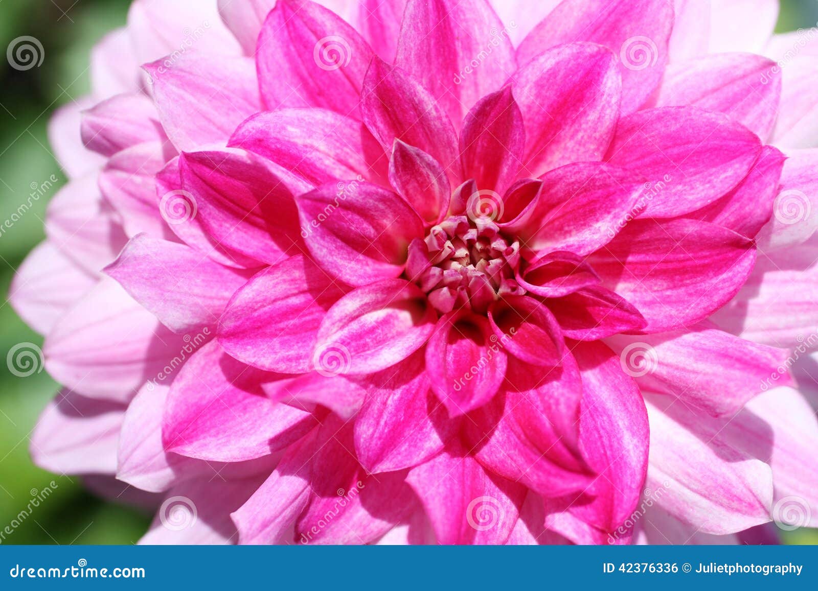 Pink Dahlia Macro Shot, Soft Look Stock Photo - Image of colorful ...