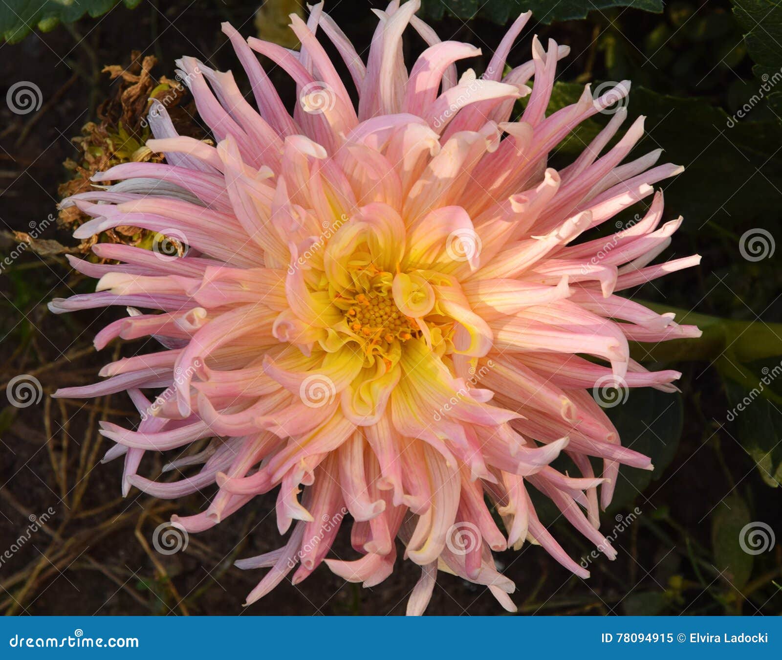Pink dahlia stock image. Image of black, pretty, yellow - 78094915