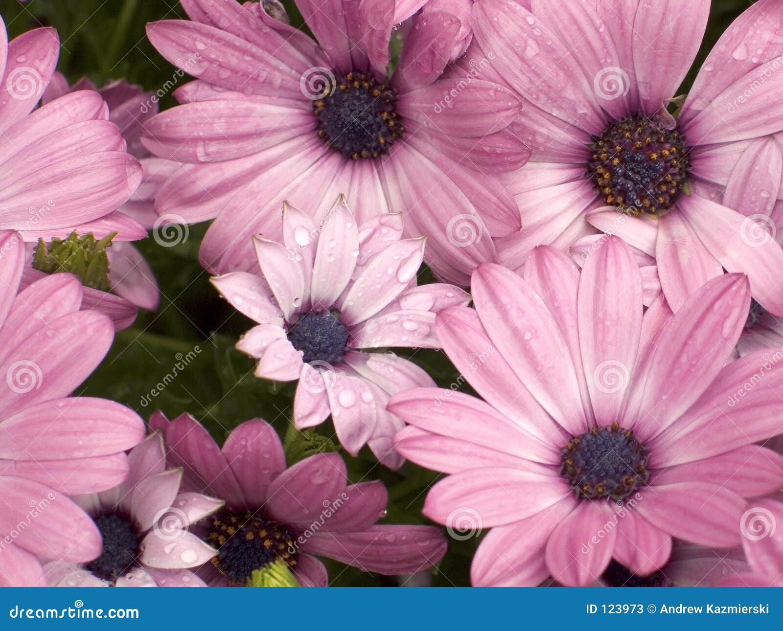 Pink Daisies stock image. Image of rain, texture, floral - 123973