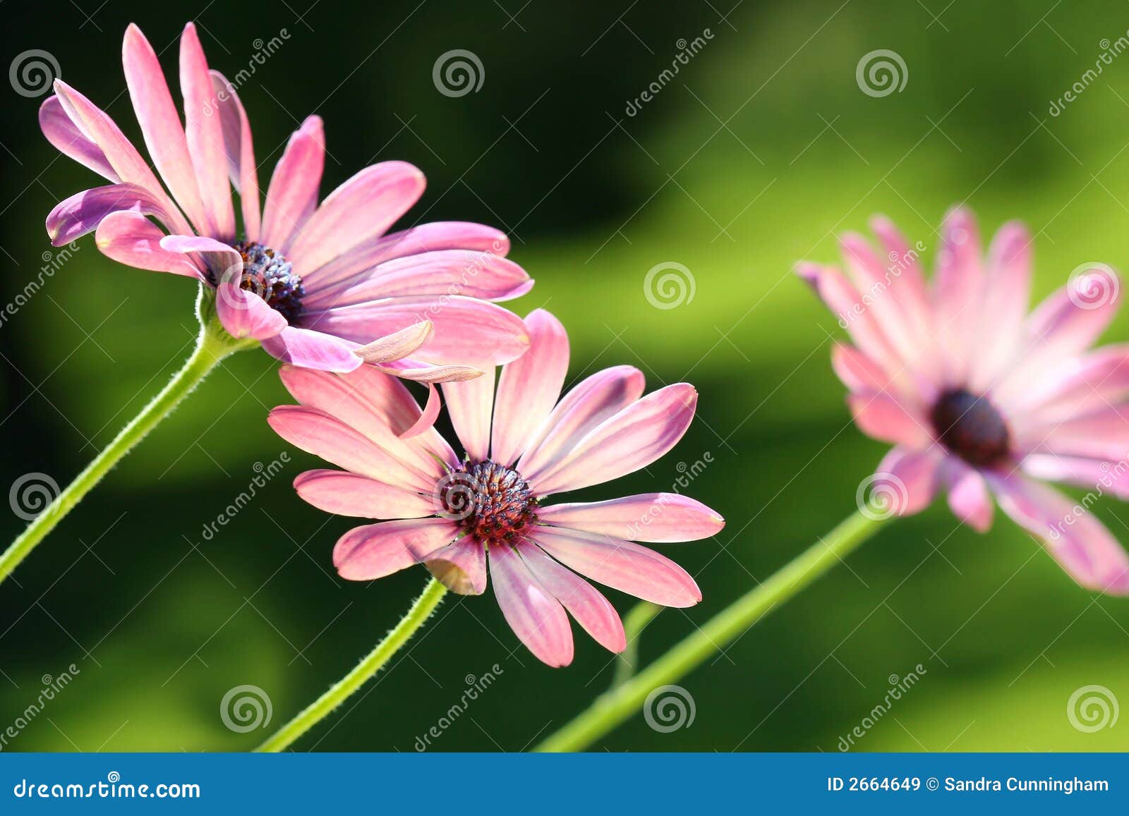 Pink daisies stock image. Image of detail, delicate, bloom - 2664649