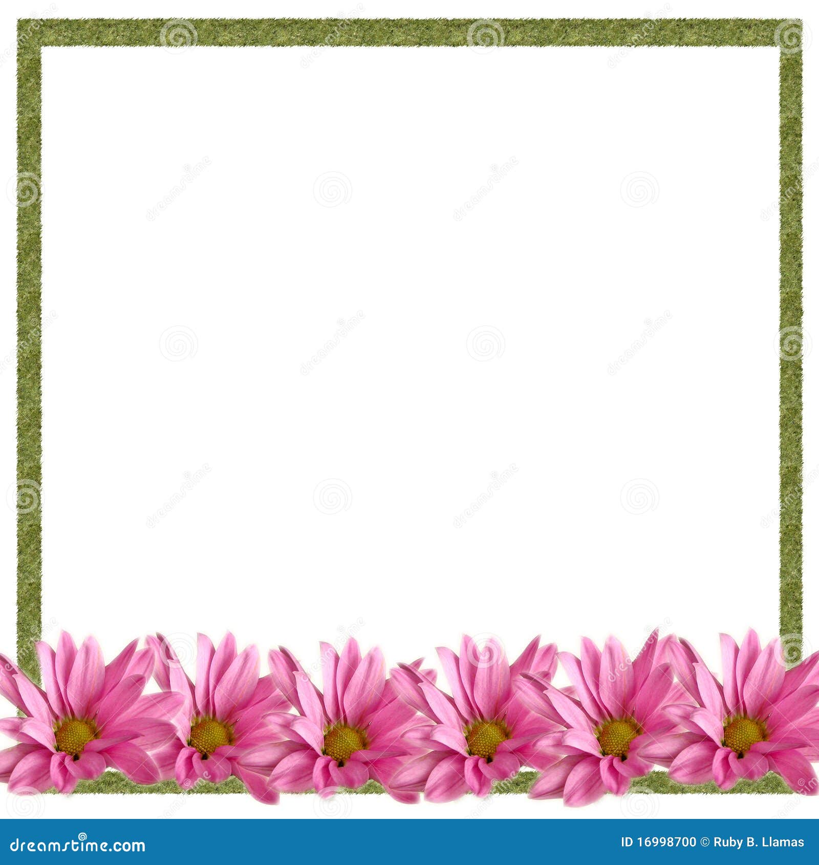 Pink Daisies Border on White Stock Photo - Image of petal, blossom ...