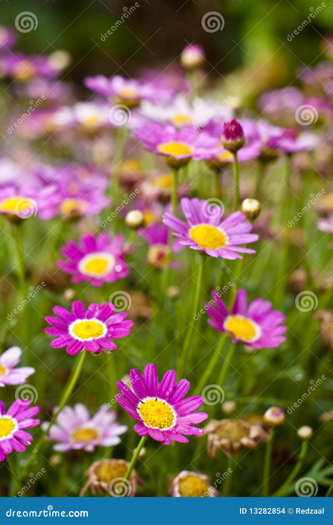 Pink daisies in rain stock photo. Image of gift, freshness - 13282854