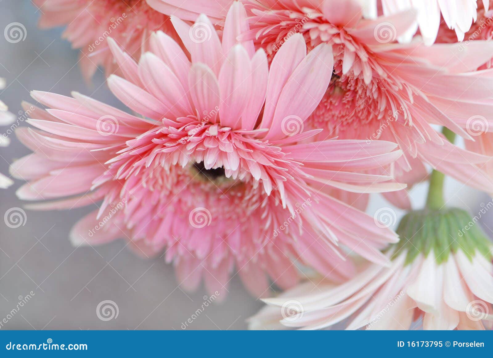Pink daisy stock image. Image of freshness, bloom, growth - 16173795