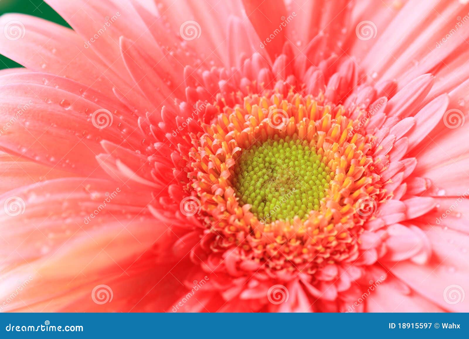 Pink daisy stock image. Image of bright, petals, plant - 18915597