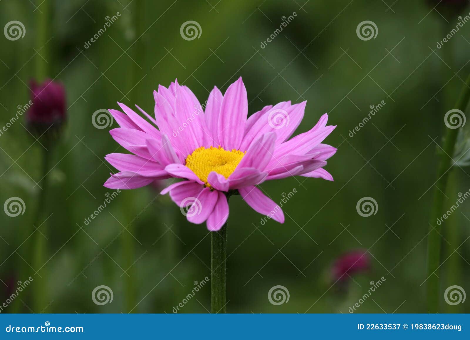 Pink Daisy stock image. Image of petal, flowers, center - 22633537