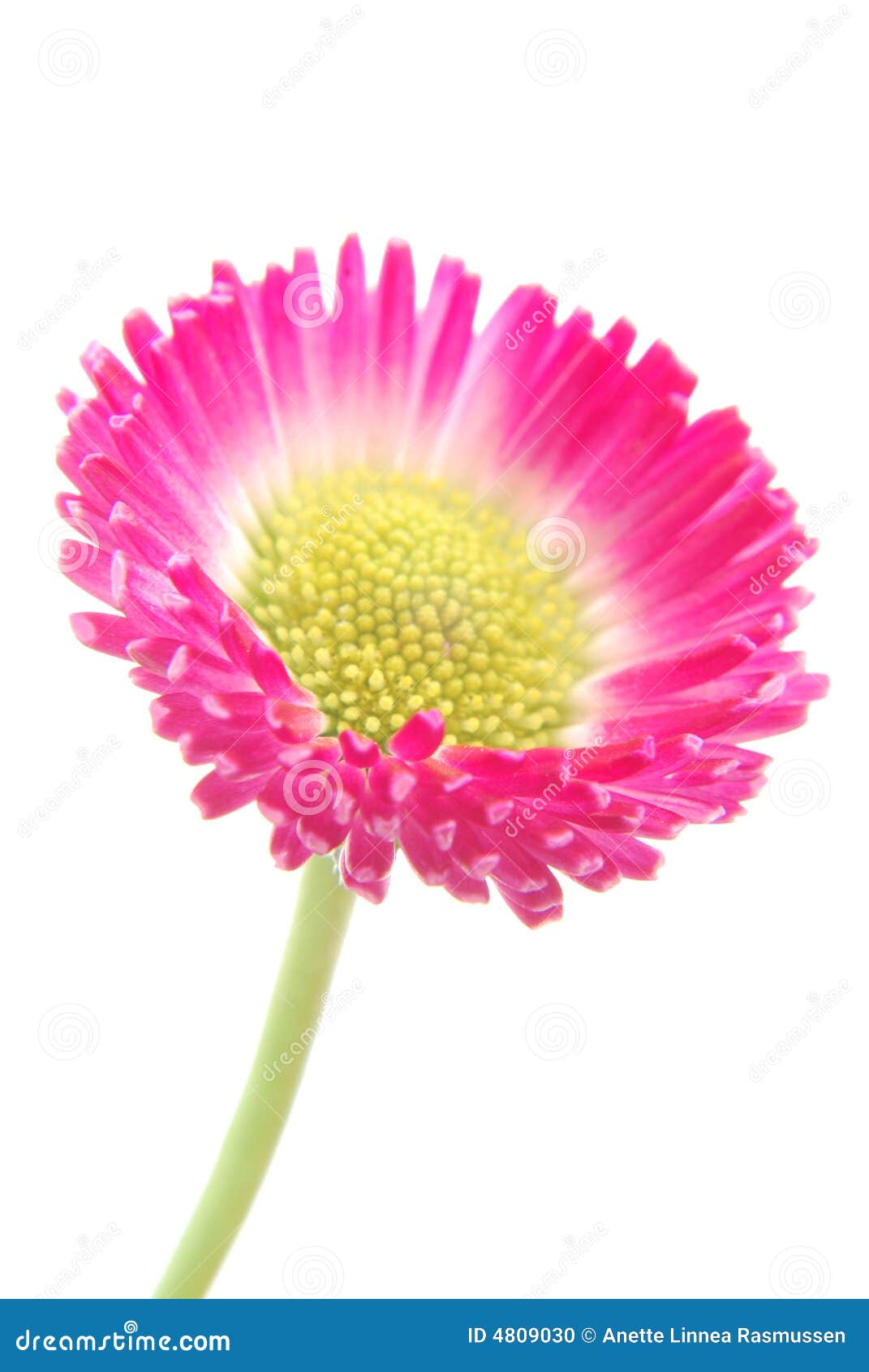 Pink daisy stock photo. Image of botanic, seasonal, daisies - 4809030