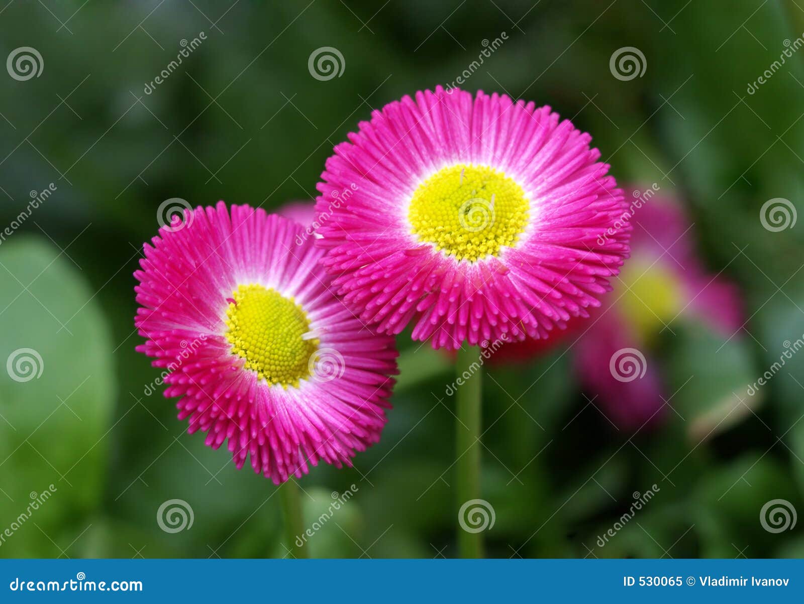 Pink daisy stock image. Image of pink, holiday, plants - 530065