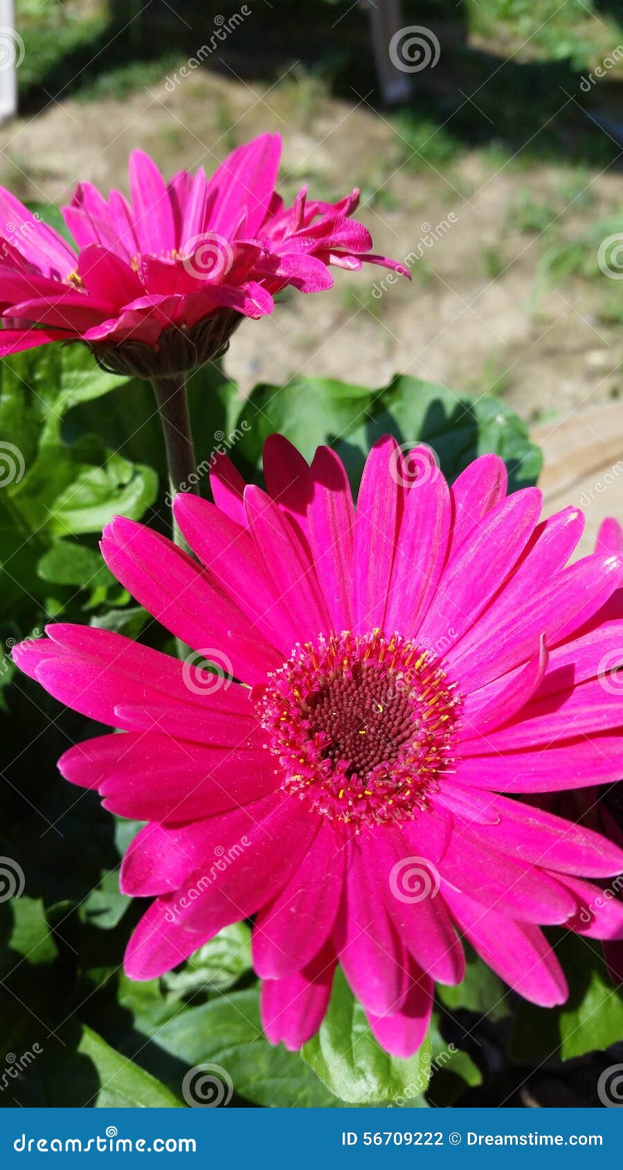 Pink daisy stock photo. Image of daisy, pink, nature - 56709222
