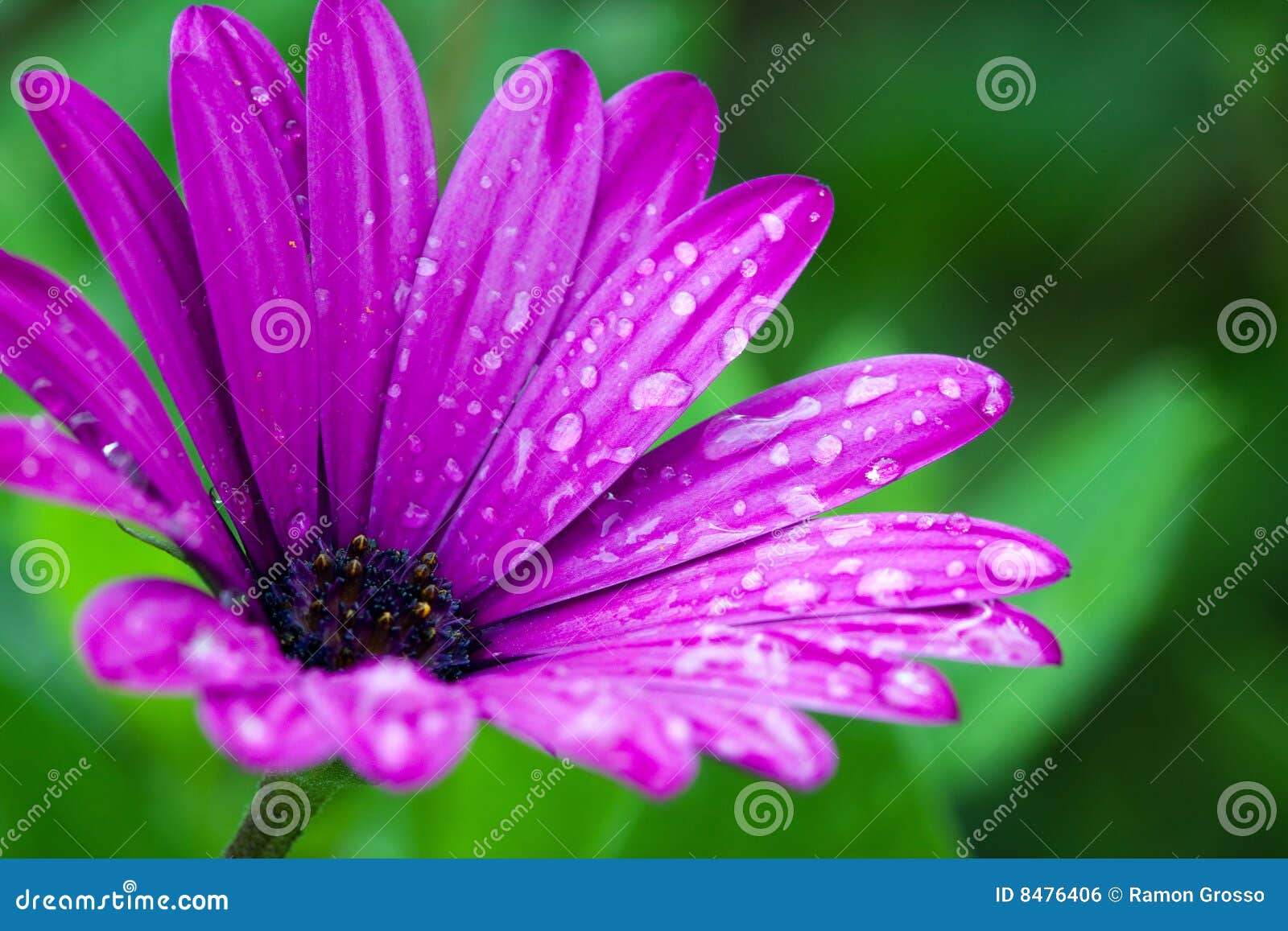 Pink daisy stock photo. Image of peace, macro, beautiful - 8476406