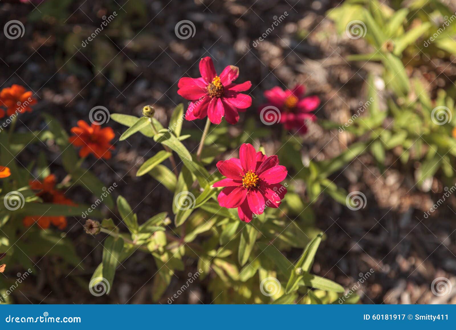 Pink daisy blooms stock image. Image of field, freshness - 60181917