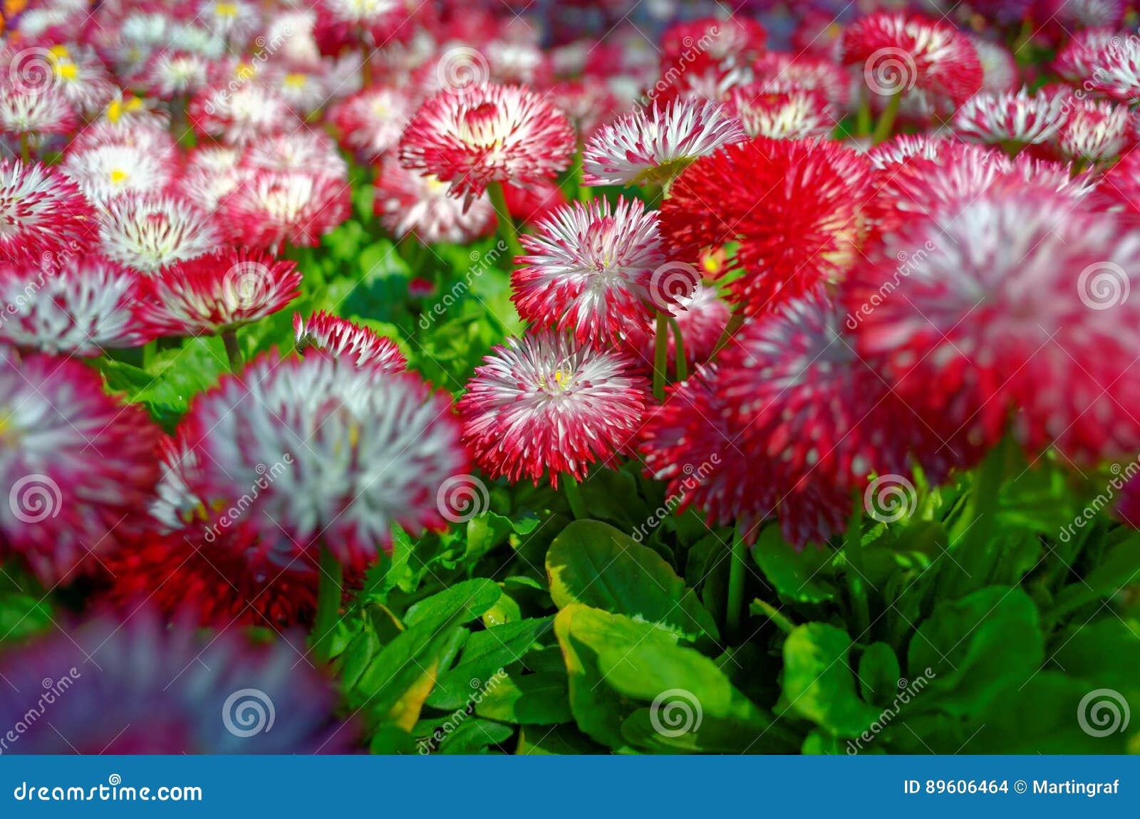 Pink Daisy Cluster at Bloom in Flower Garden Spring Season Stock Photo ...