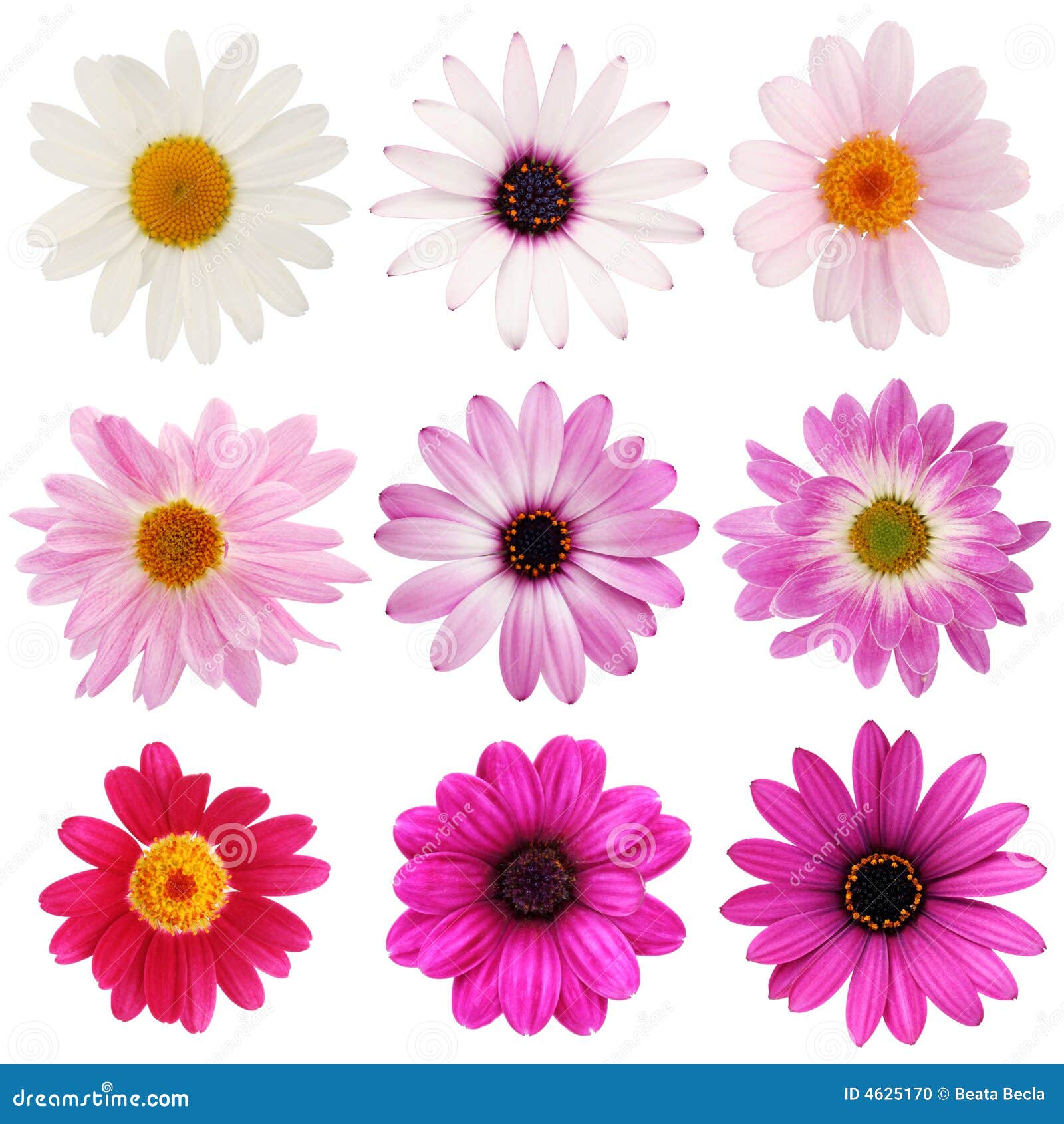 Pink daisy collection stock photo. Image of bloom, vibrant - 4625170
