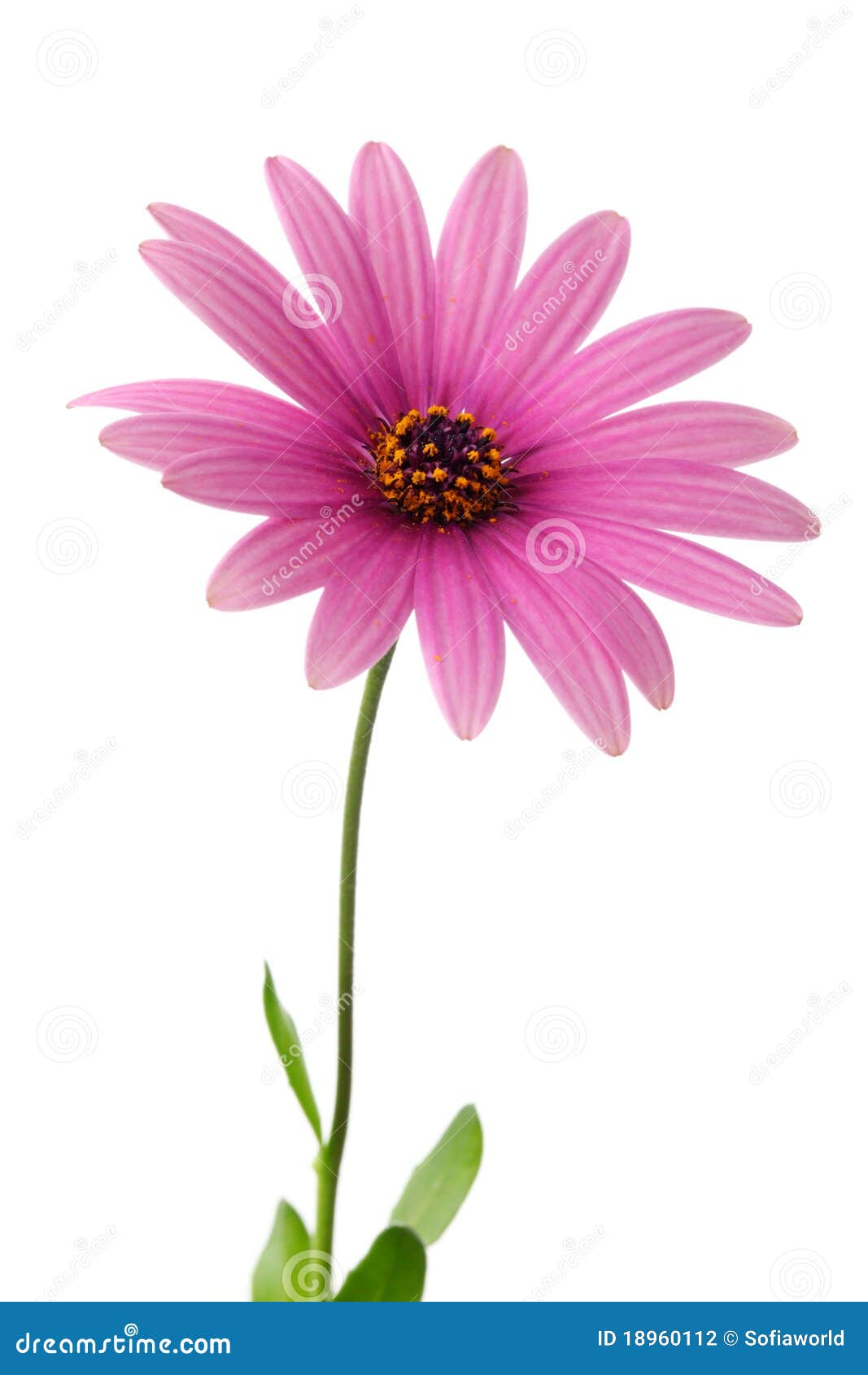 Pink daisy flower stock photo. Image of marigold, nature - 18960112
