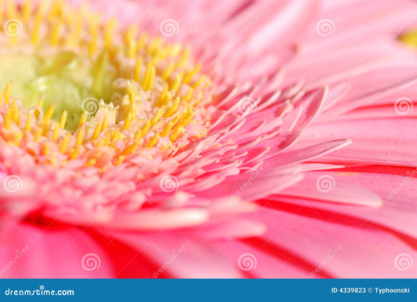 Pink Daisy Flower stock image. Image of close, clear, gerber - 4339823