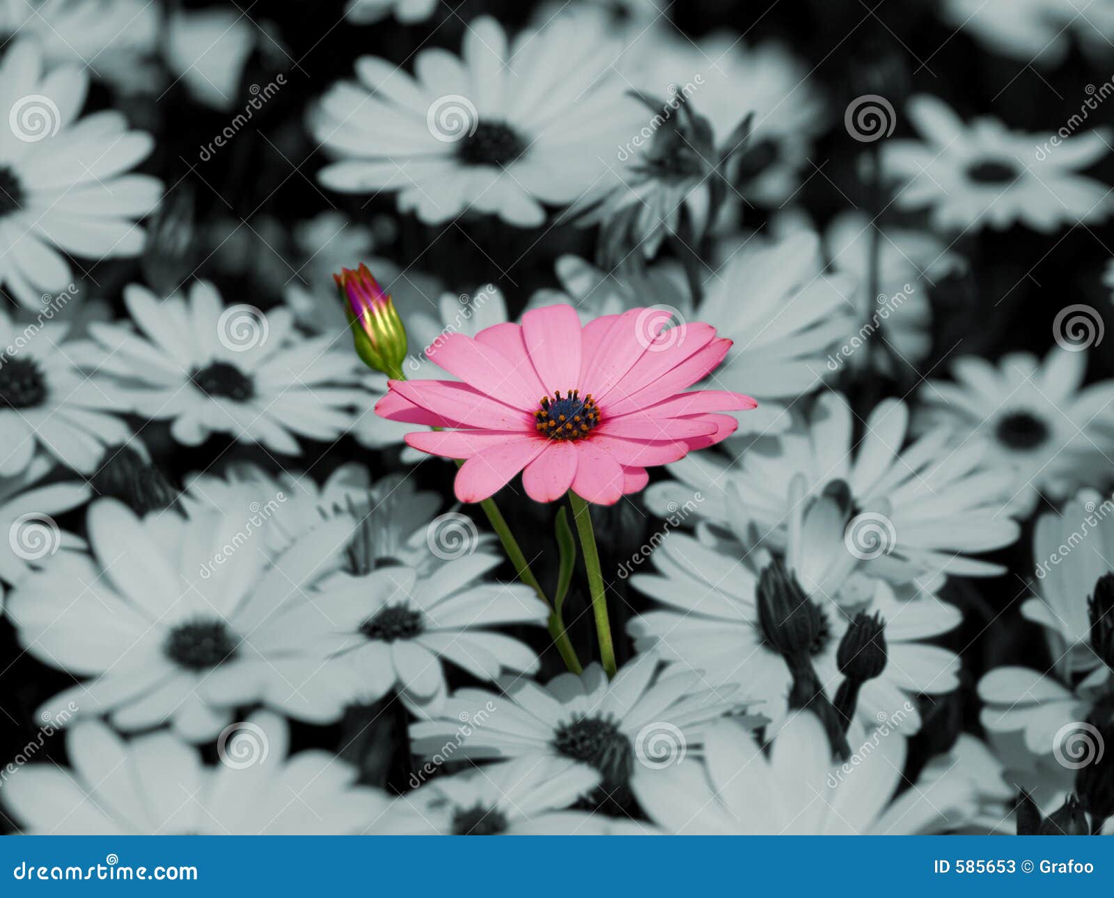 Pink daisy flower stock image. Image of flowers, asteraceae - 585653