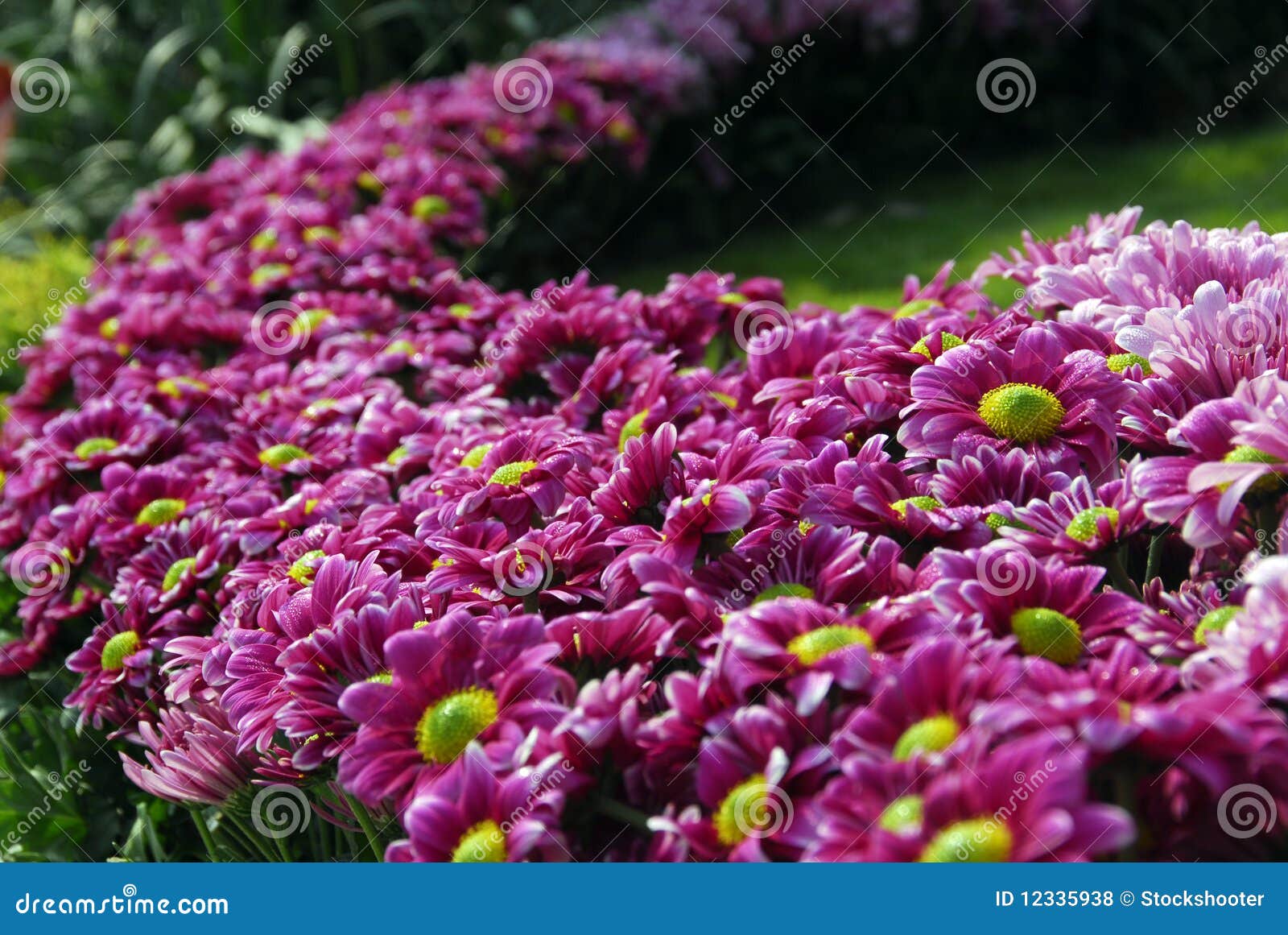Pink Daisy Flower Bush Garden Stock Photo - Image of blossoming ...