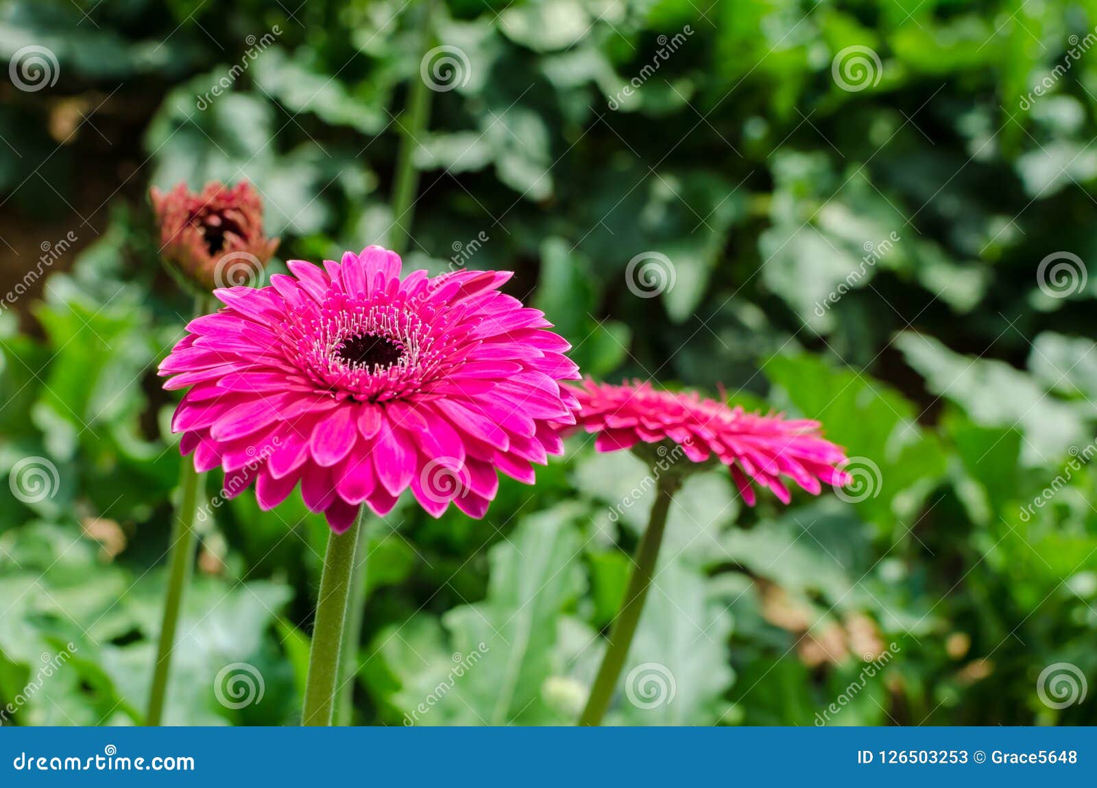 Pink Daisy flower stock image. Image of garden, detail - 126503253