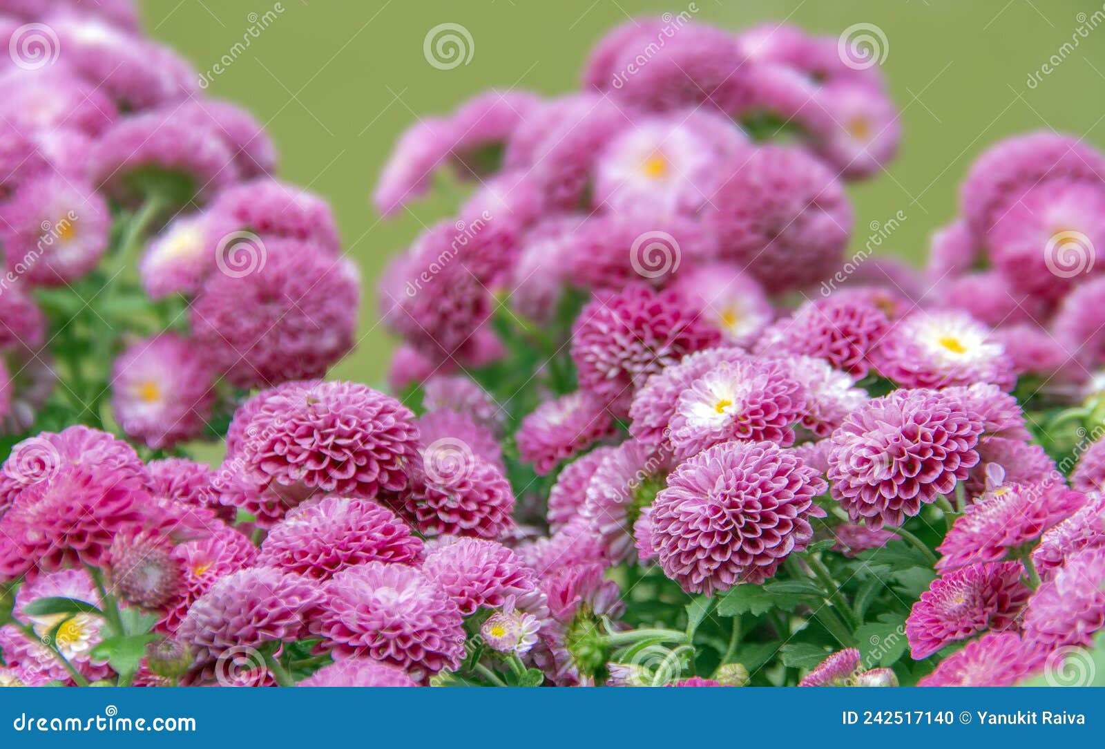 Pink Daisy Flower on Garden Beauty of Nature Stock Photo - Image of ...