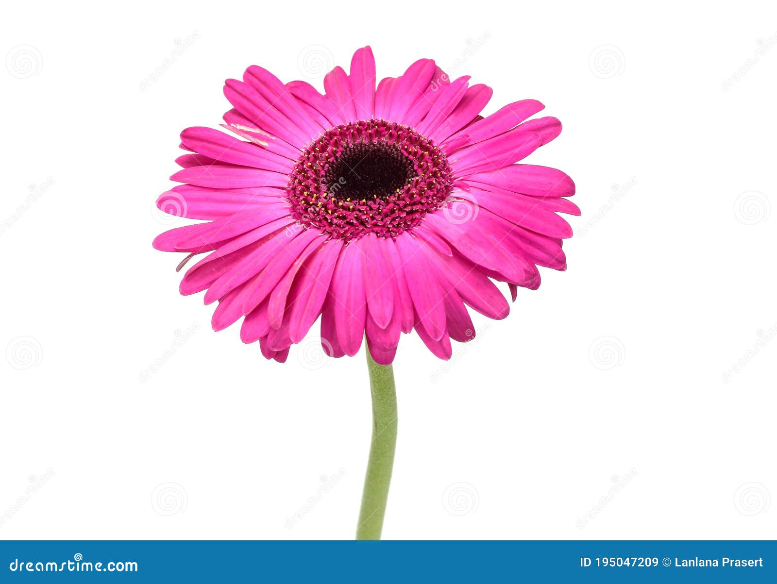 Daisy Flower Isolated on White Background Stock Image - Image of fresh ...