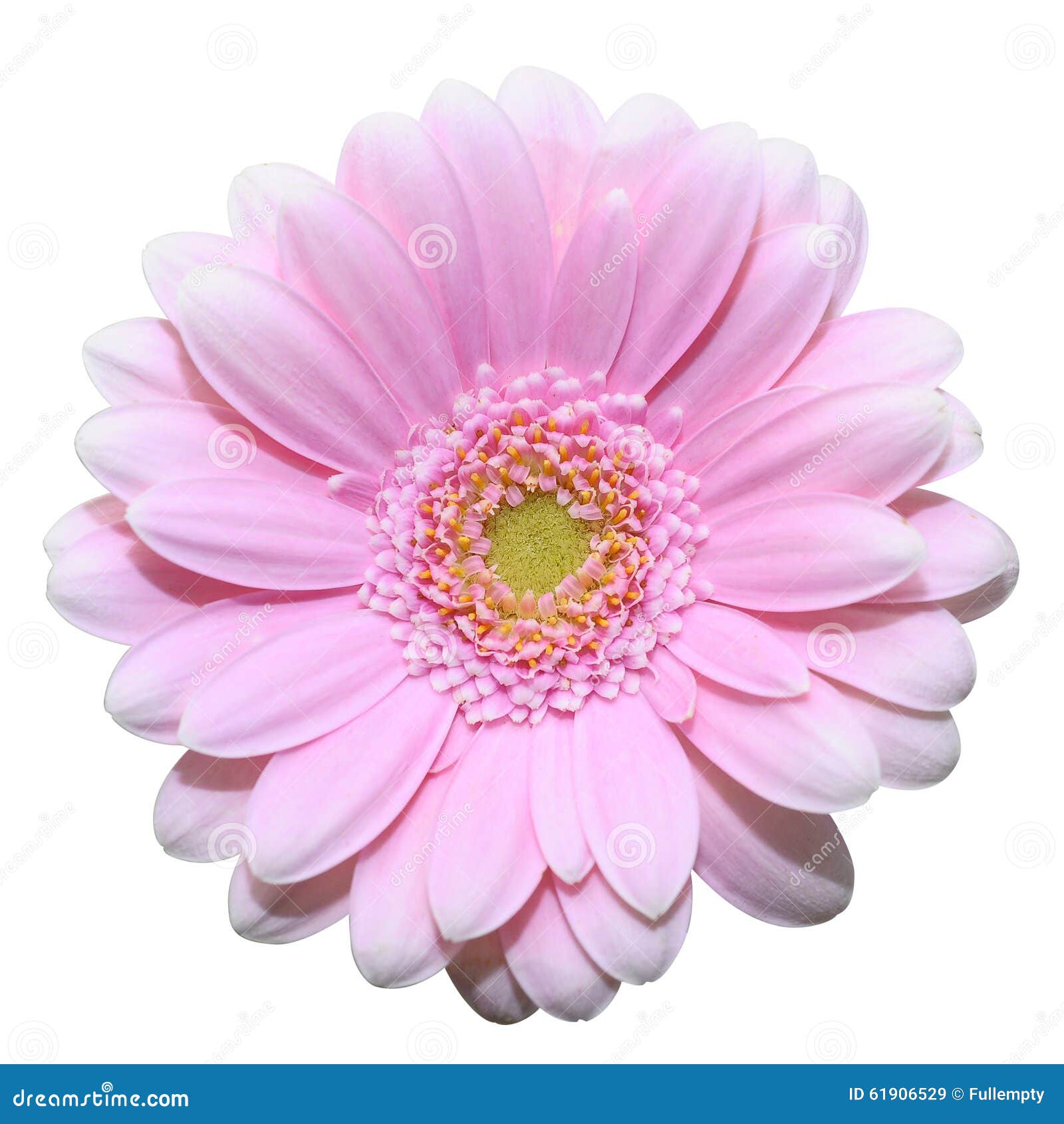 Pink Daisy Flower Isolated on White Background Stock Image - Image of ...