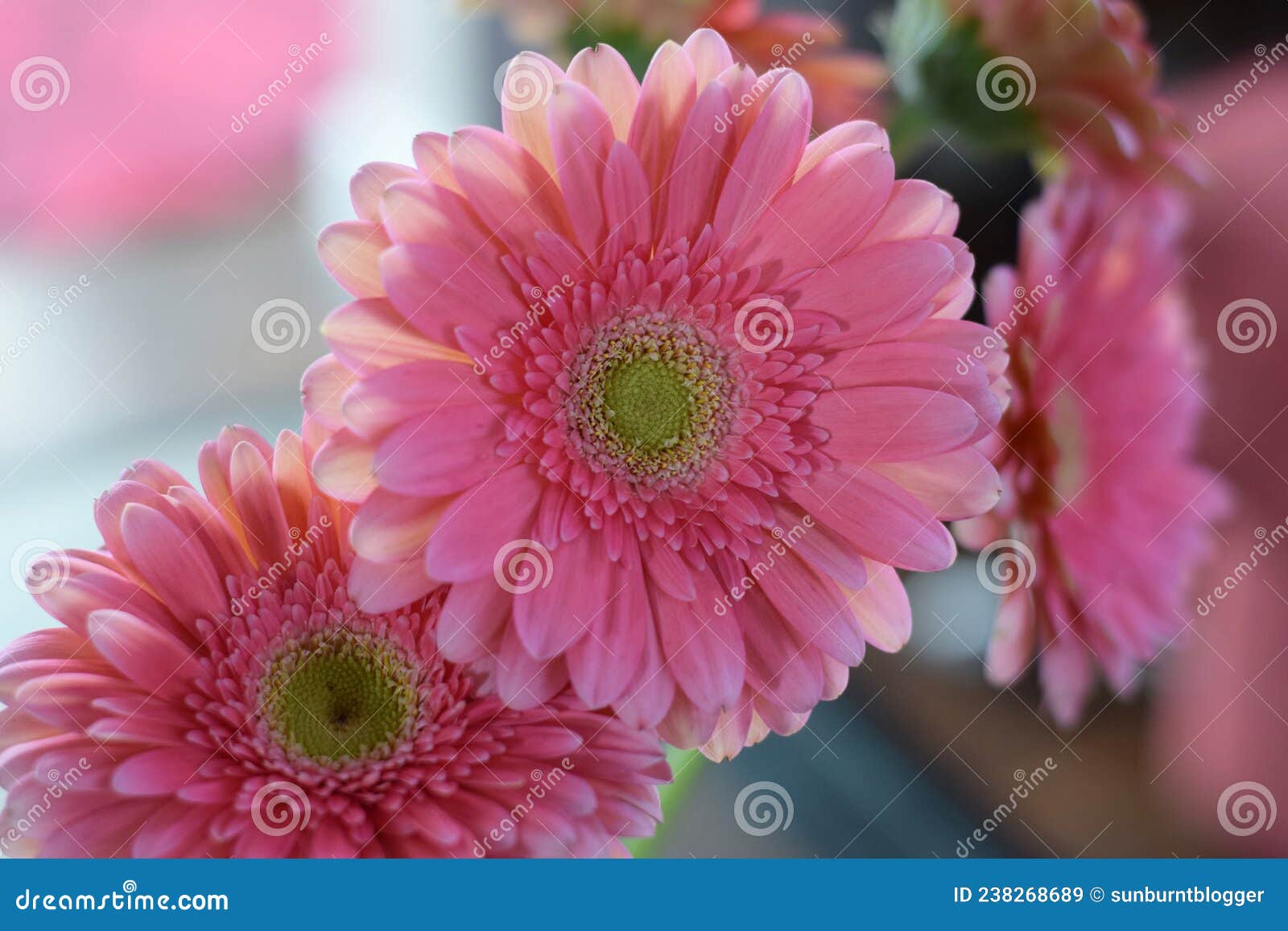 Pink Daisy Flower with Light Background Stock Image - Image of gardens ...