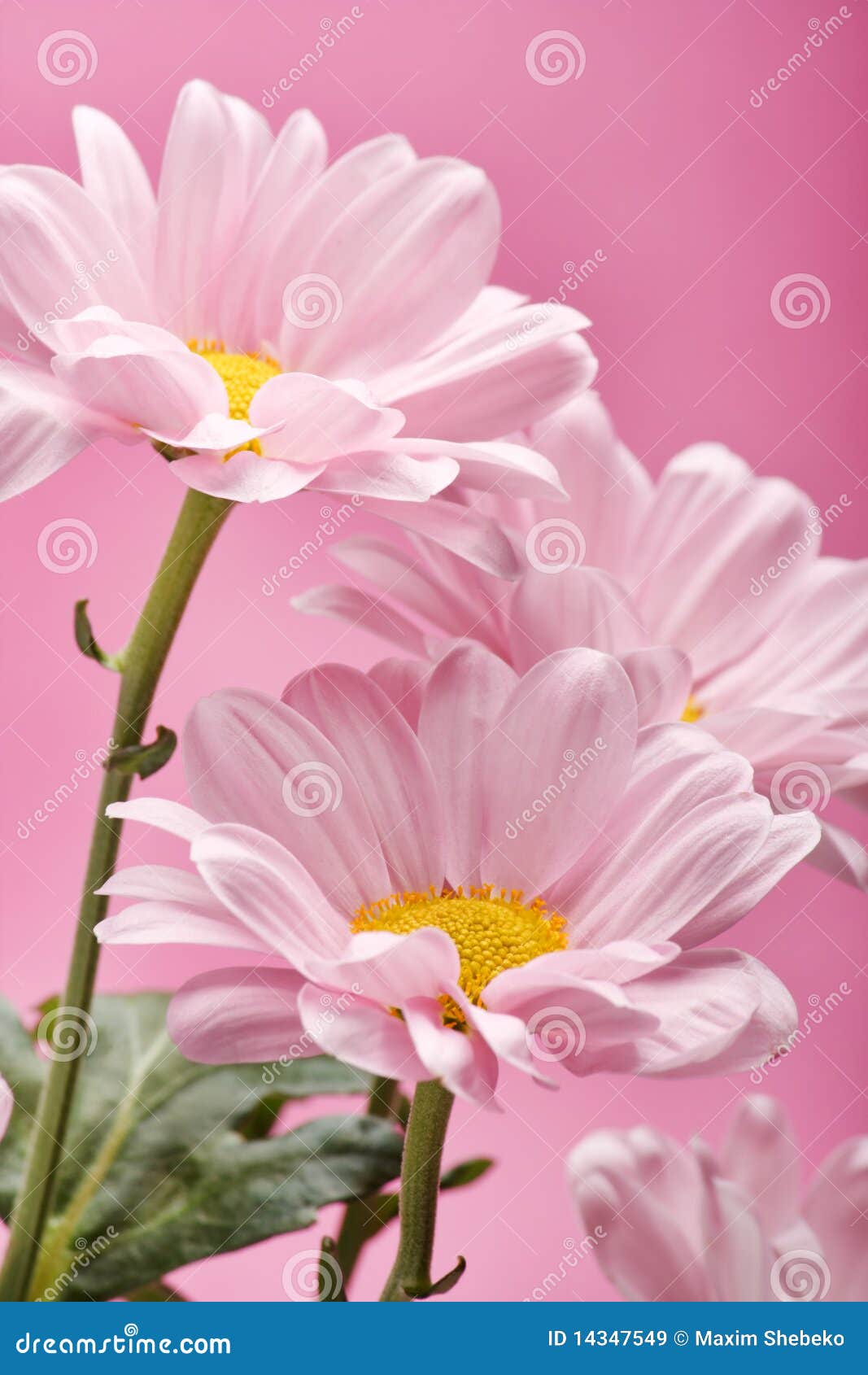 Pink daisy flowers stock image. Image of spring, blooming - 14347549