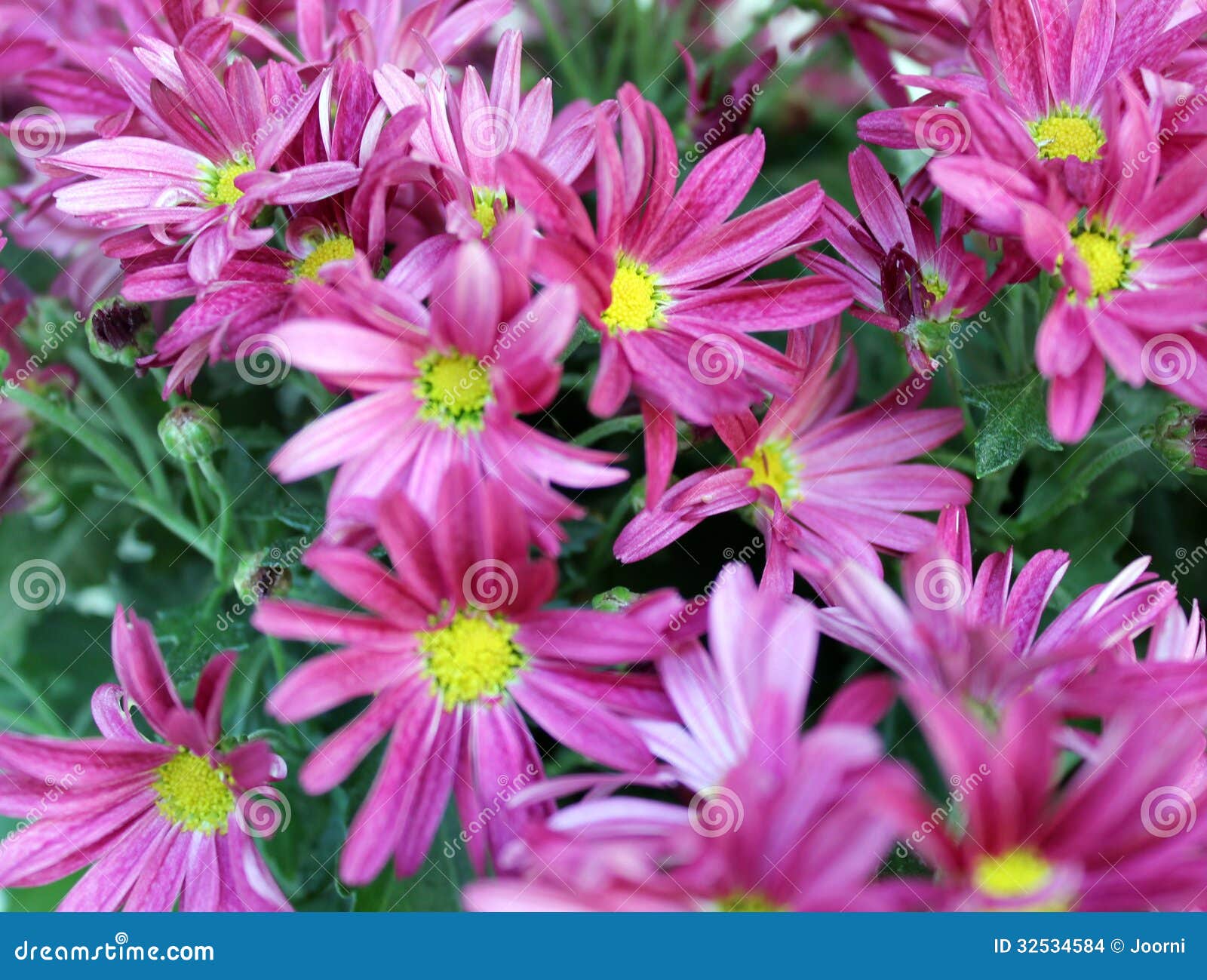 Pink daisy flowers stock photo. Image of pink, vivid - 32534584