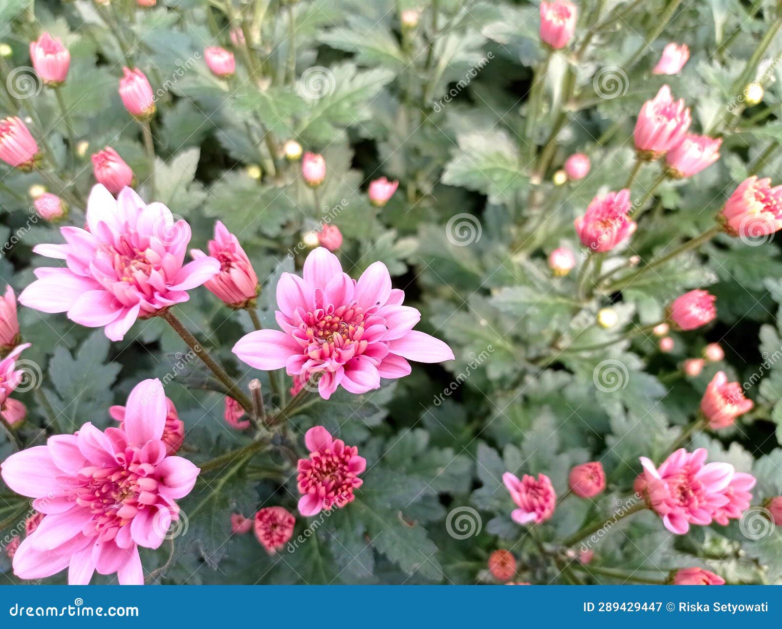 Pink Daisy Flowers Full Frame Photograph Stock Image - Image of full ...