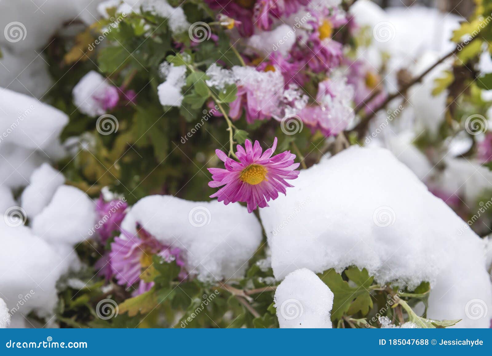 Pink Daisy Flowers in the Snow Stock Photo - Image of change, garden ...